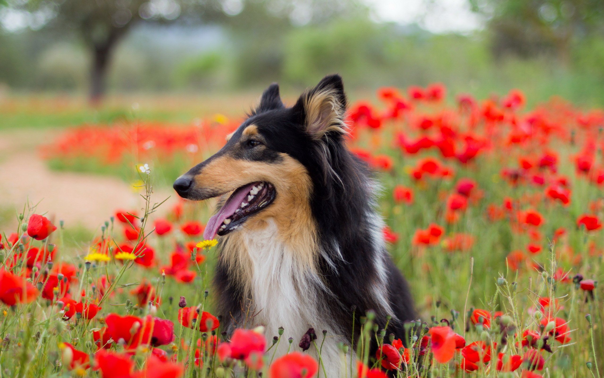 Spring Time Dogs Wallpapers - Wallpaper Cave