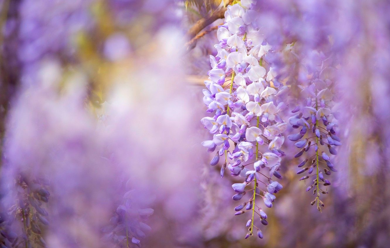 Wisteria Flowers Wallpapers - Wallpaper Cave