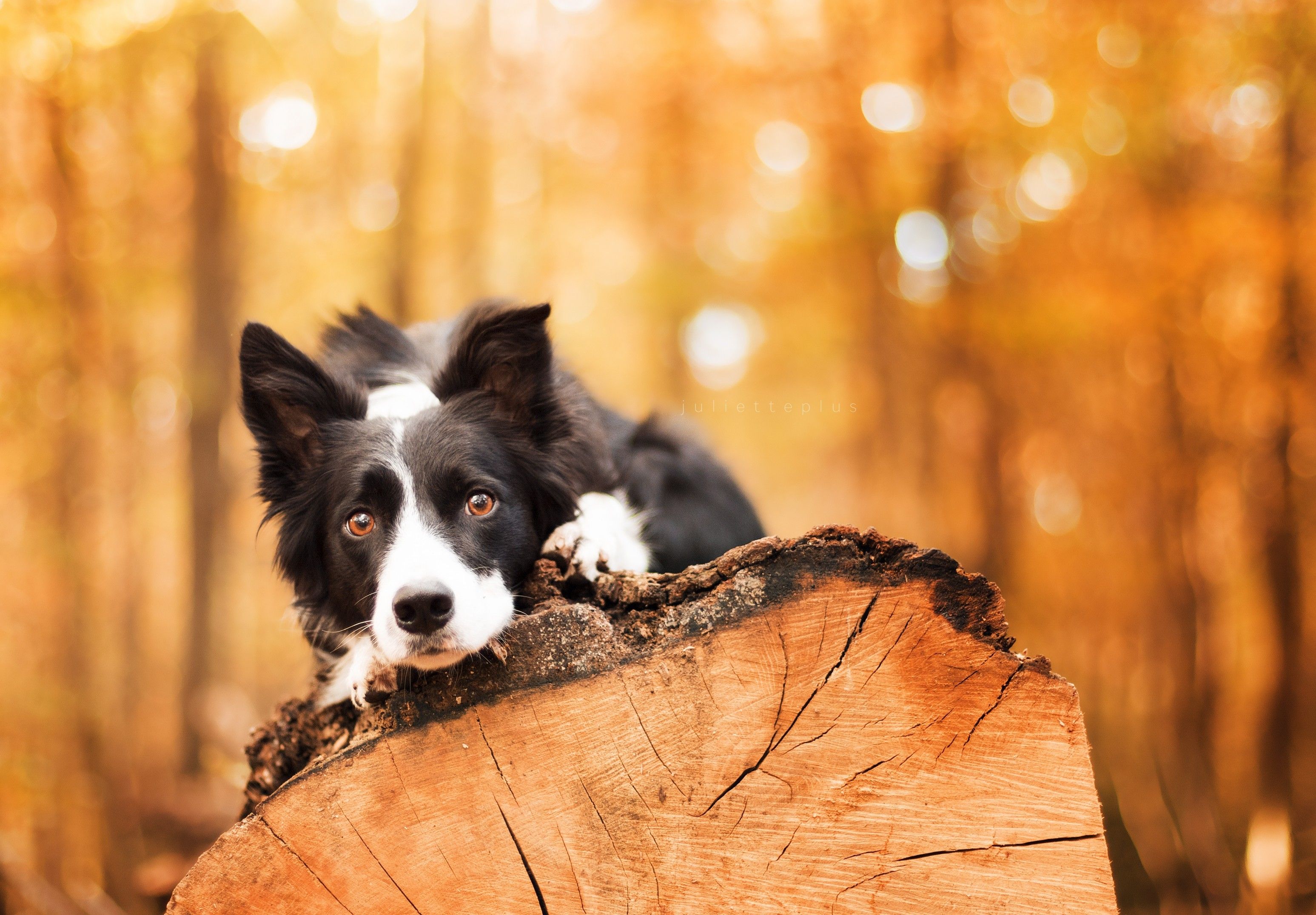 Dogs On Wood Wallpapers - Wallpaper Cave