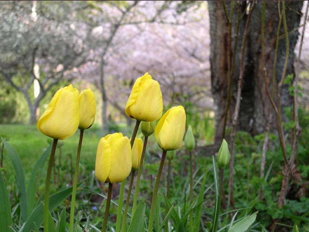 Late Spring Wallpapers - Wallpaper Cave