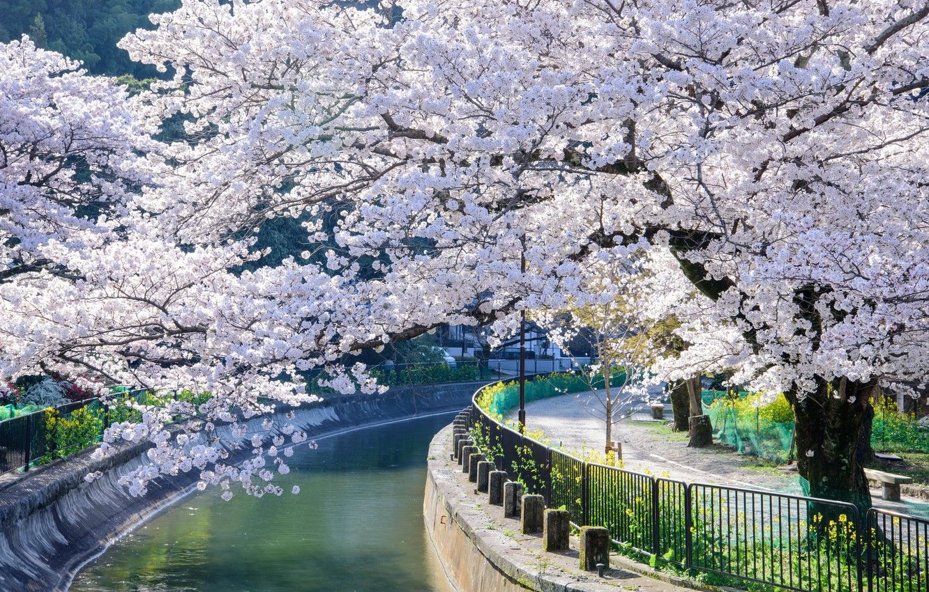 Springtime In Kyoto Wallpapers - Wallpaper Cave