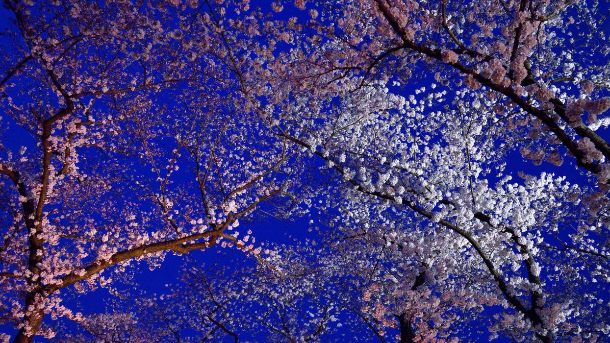 Springtime In Kyoto Wallpapers - Wallpaper Cave