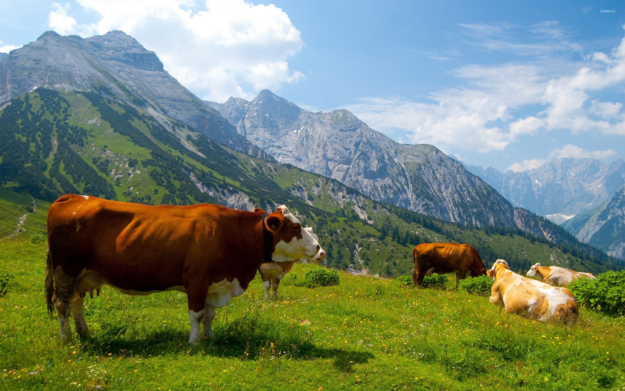 Spring Cows Wallpapers - Wallpaper Cave