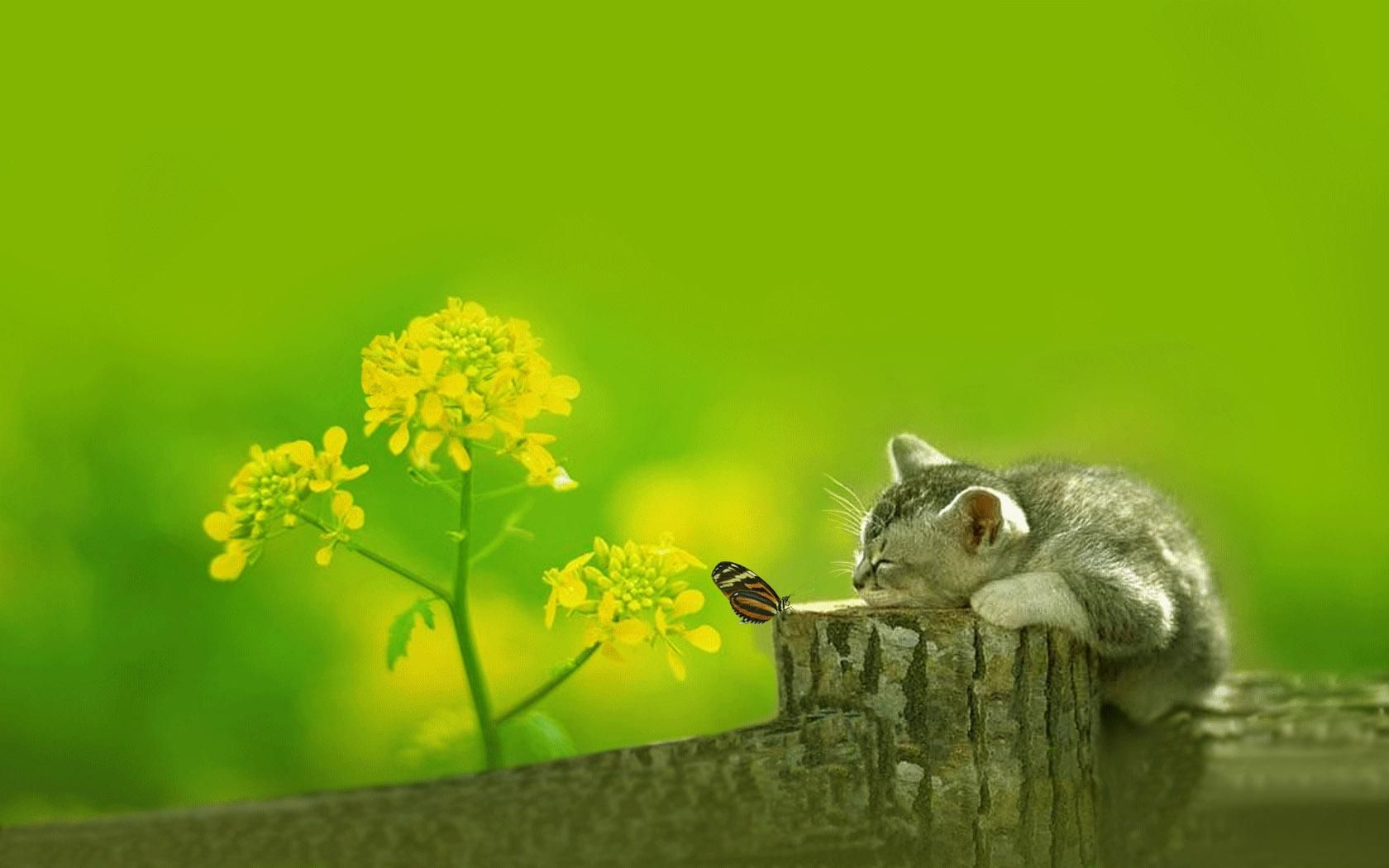 Spring Cows Wallpapers - Wallpaper Cave