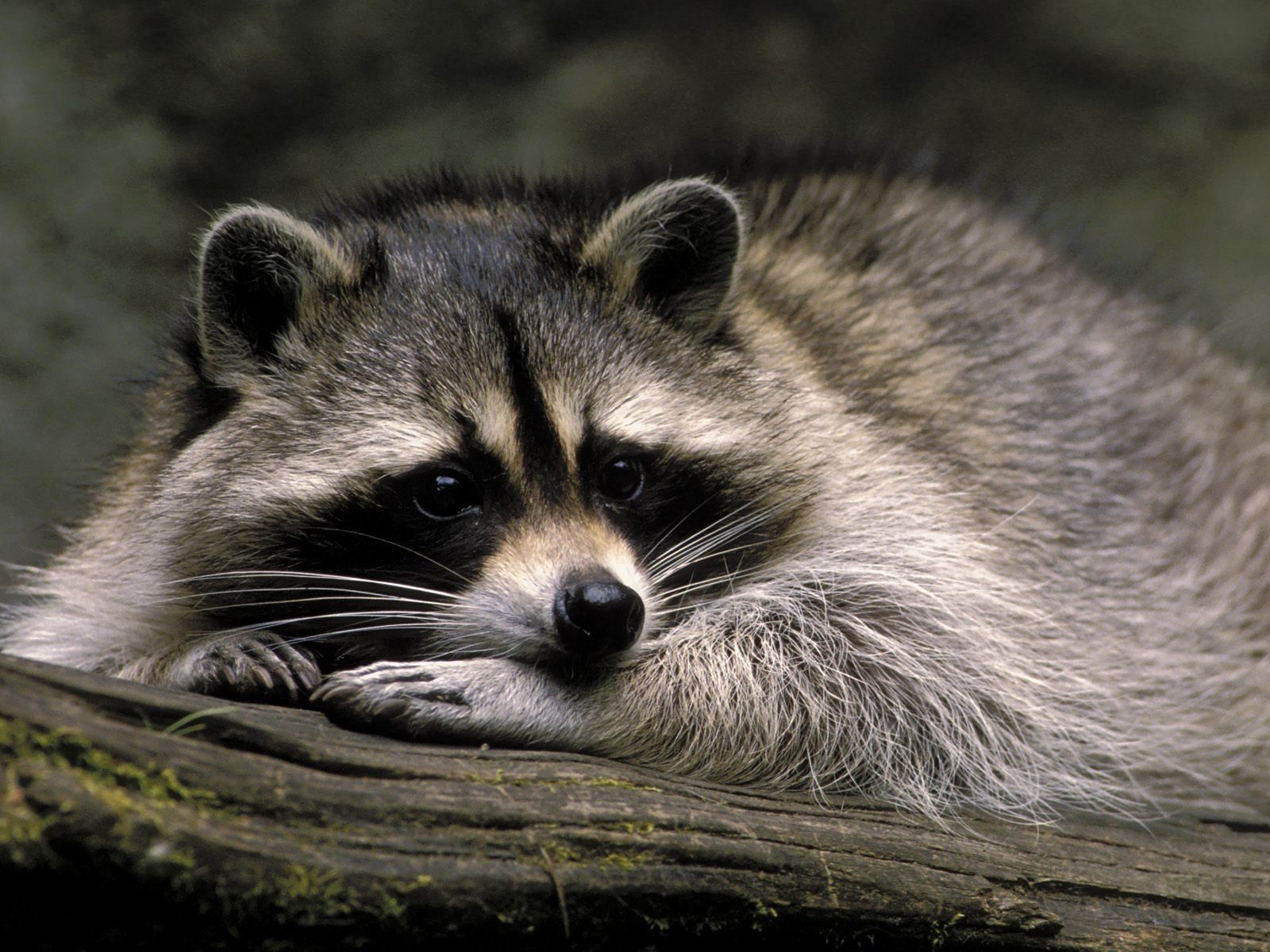Fat Raccoon Wallpapers - Wallpaper Cave