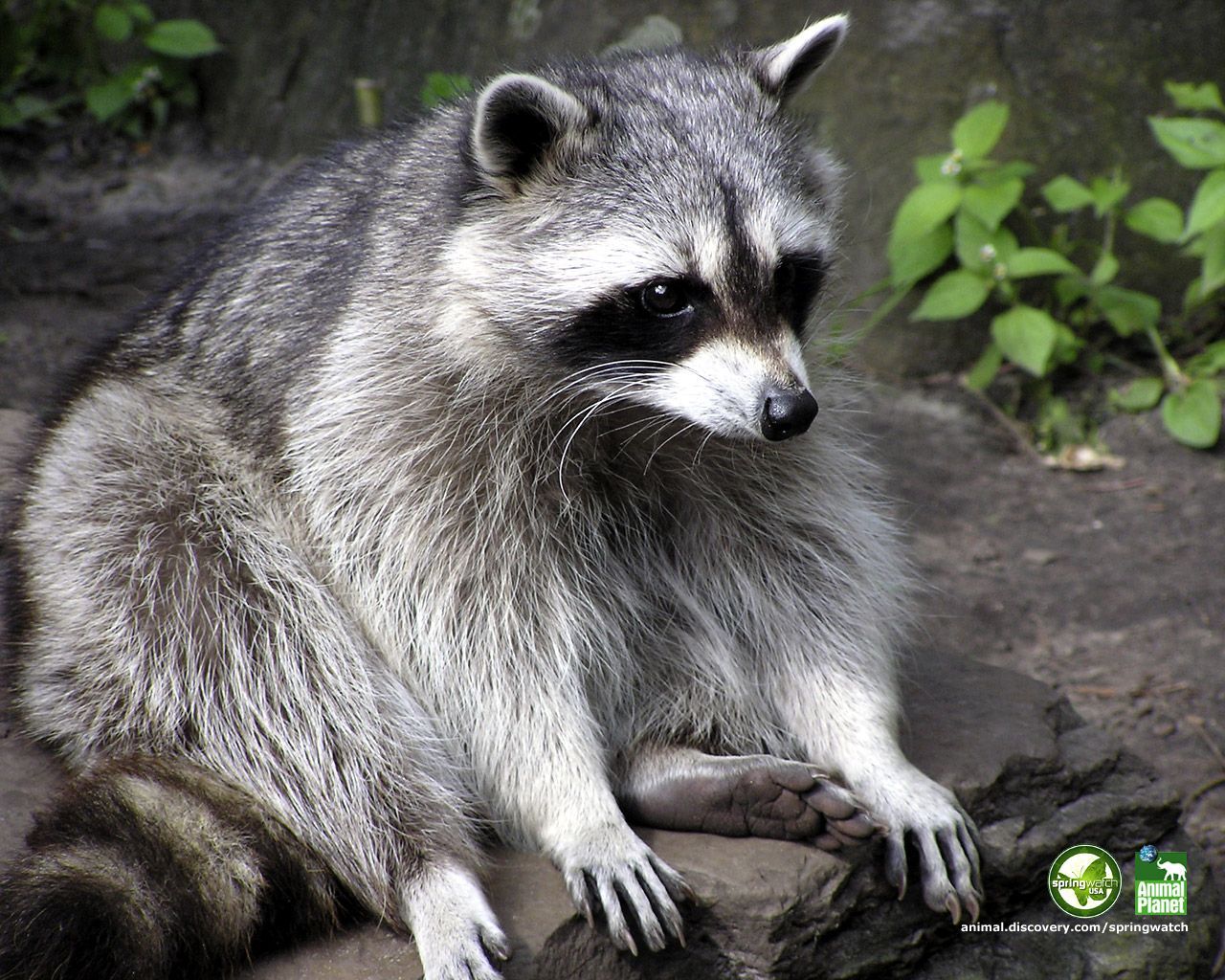 Fat Raccoon Wallpapers - Wallpaper Cave