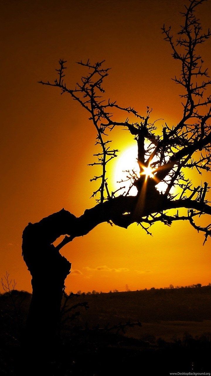 Golden Sun Android Wallpapers - Wallpaper Cave