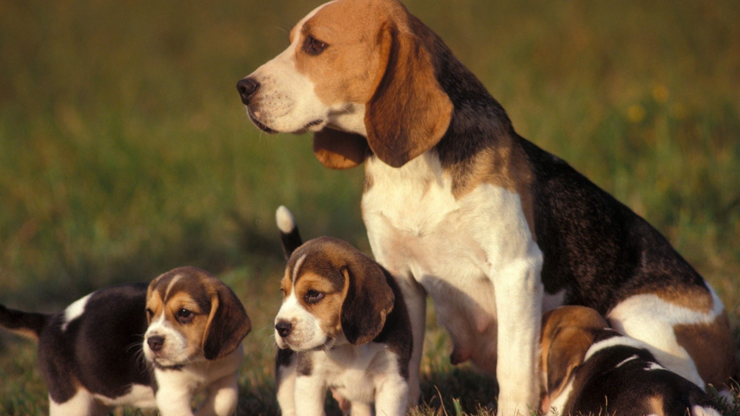 Spring Beagles Wallpapers - Wallpaper Cave