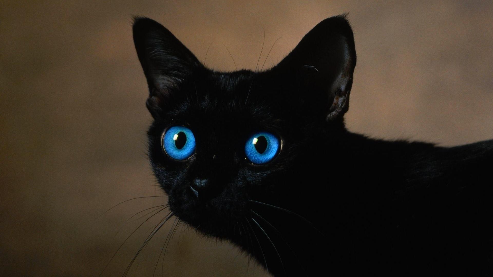 Bombay Cat Wallpapers - Wallpaper Cave