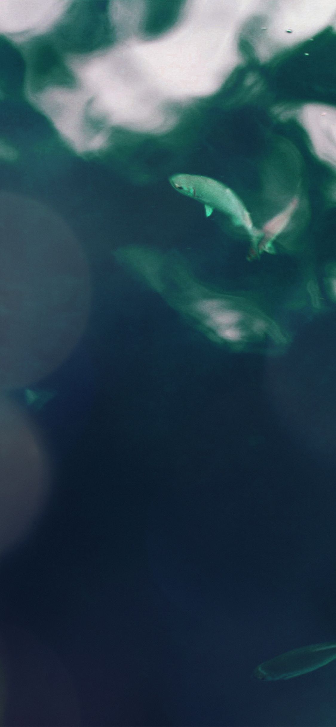 Fish In Lake Wallpapers - Wallpaper Cave