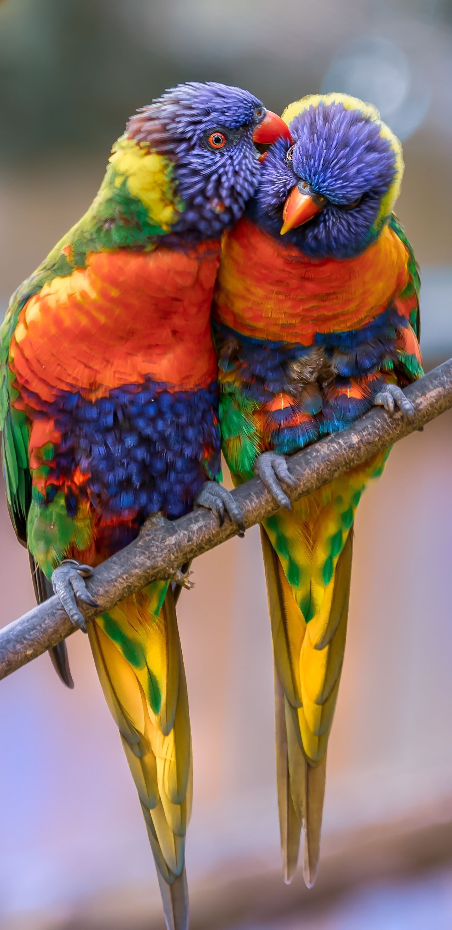 Rainbow Colorful Parrot Bird