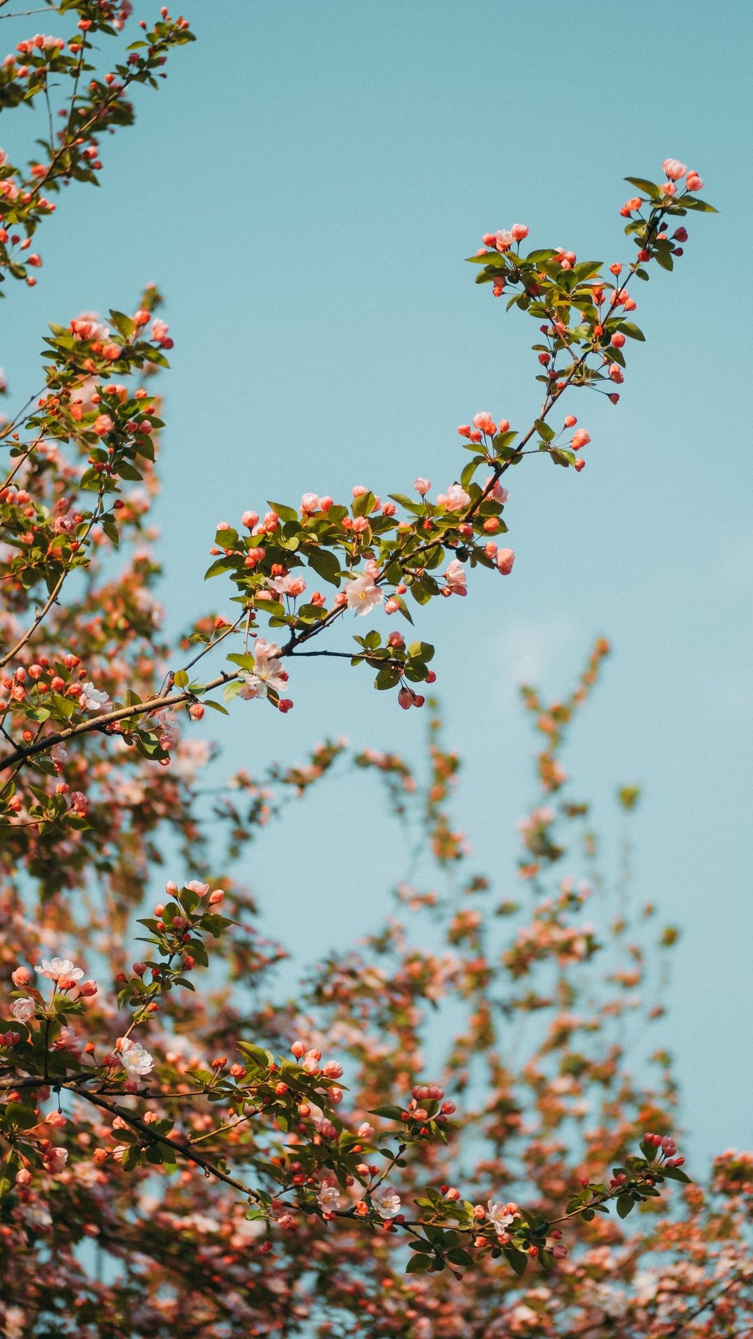 Spring Vibe Wallpapers - Wallpaper Cave