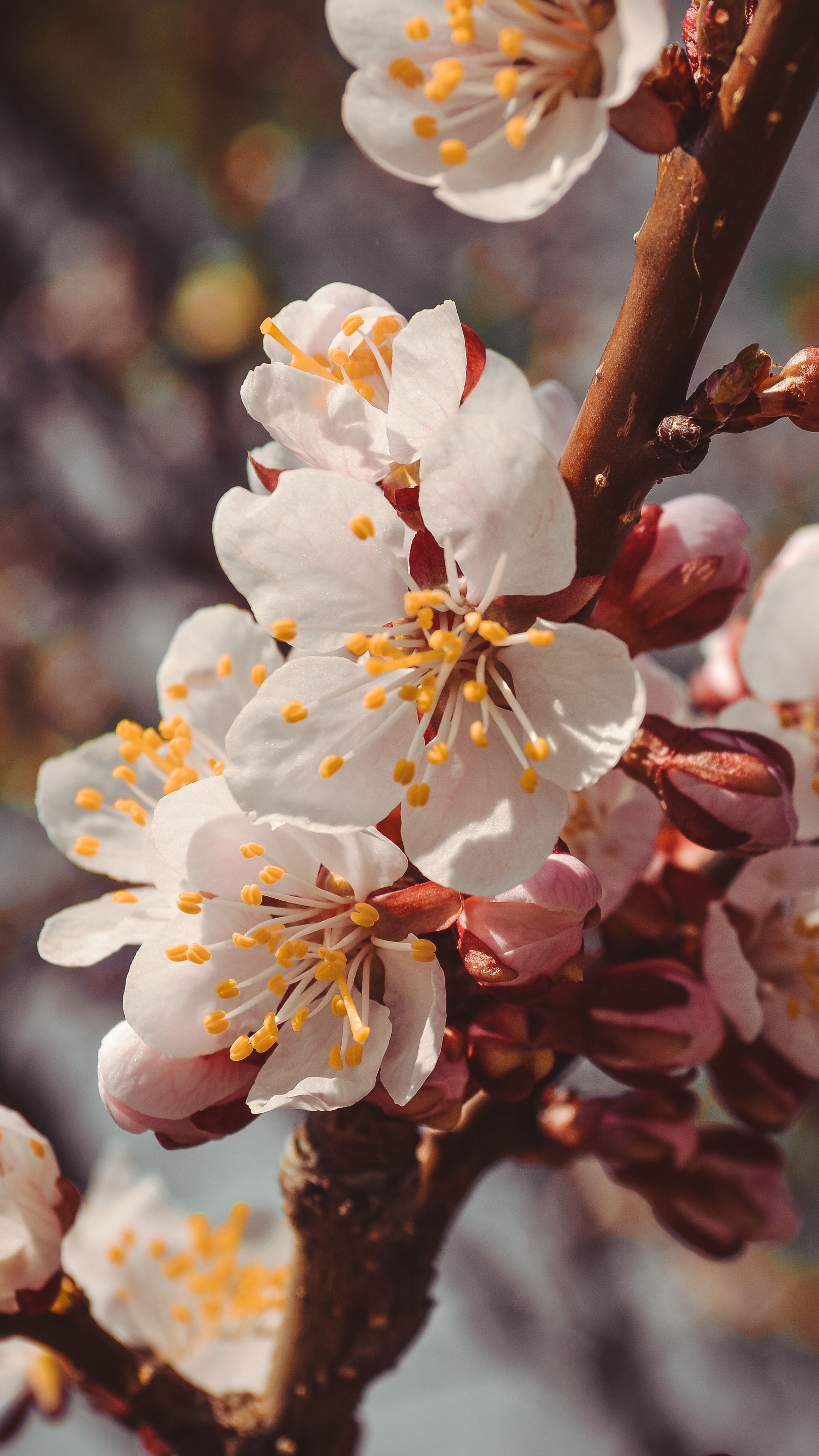 Spring Vibe Wallpapers - Wallpaper Cave