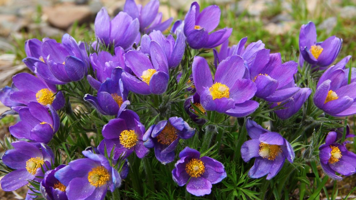 Spring Purple Wallpapers - Wallpaper Cave