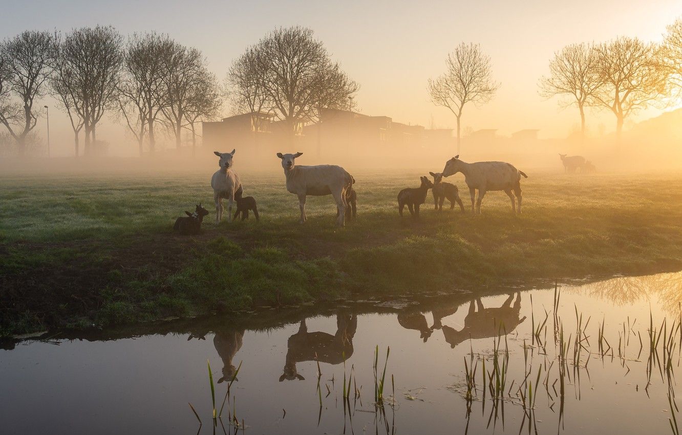 Spring Mist Wallpapers - Wallpaper Cave