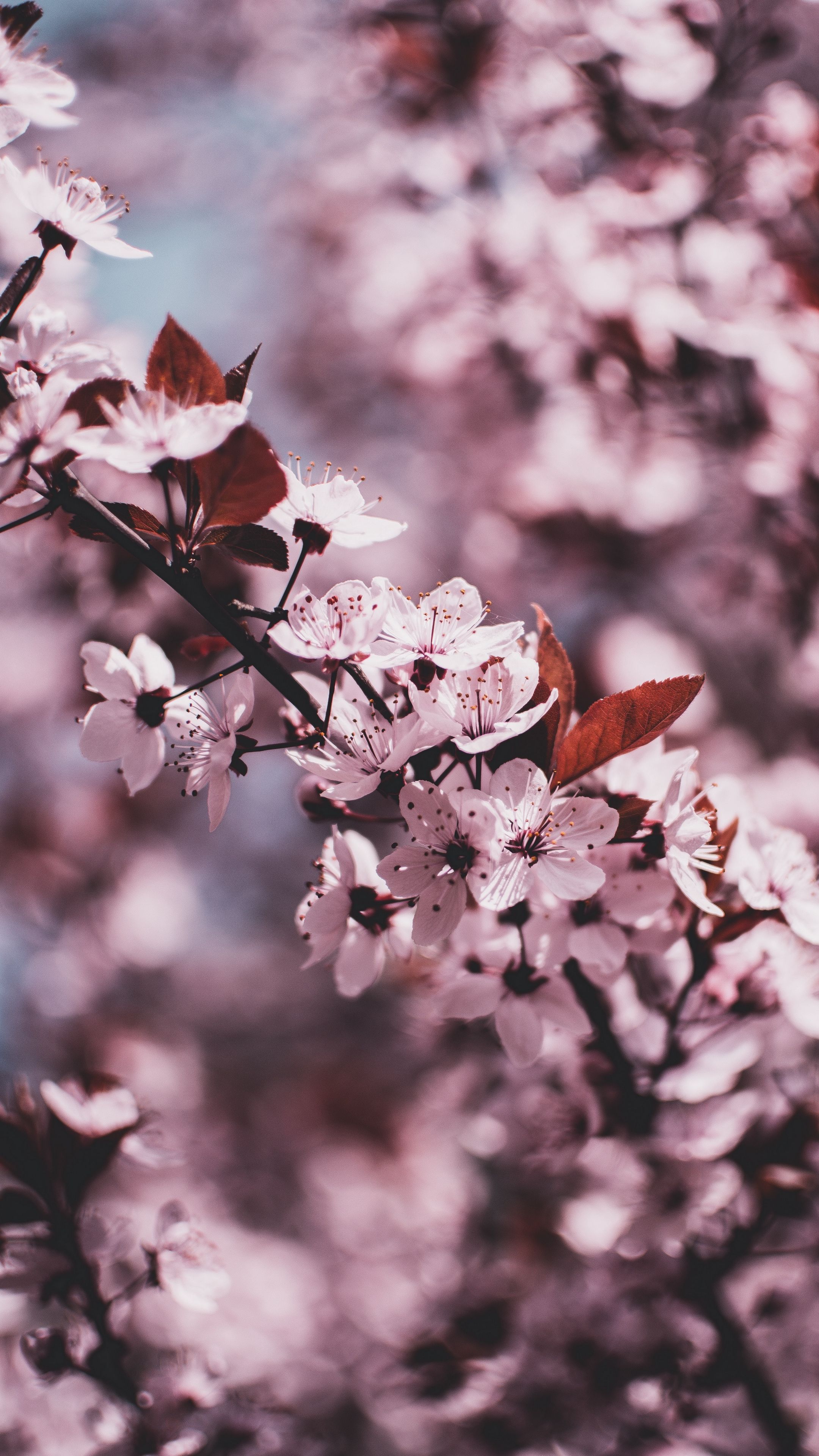 Spring Vibe Wallpapers - Wallpaper Cave