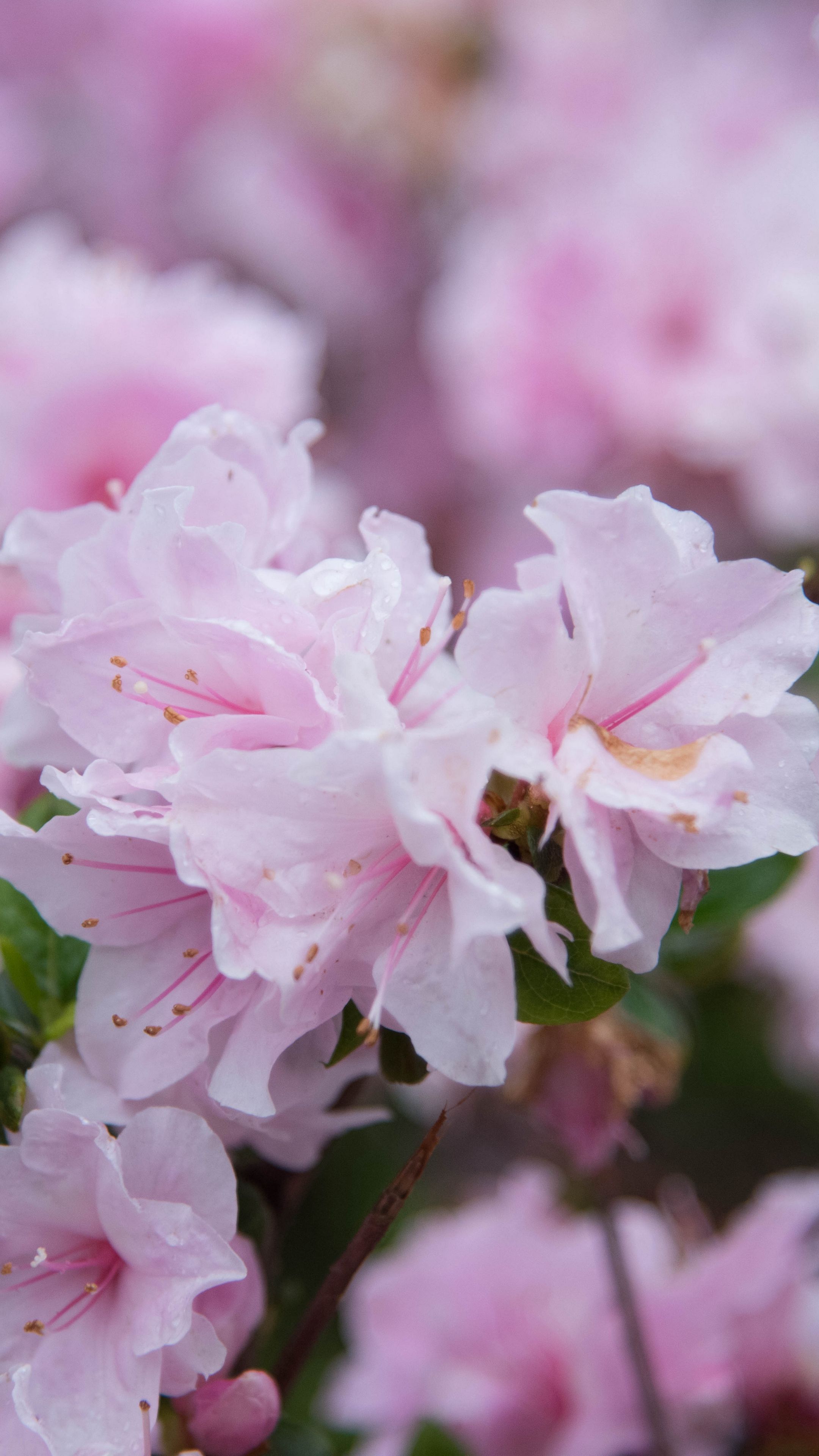 Spring Vibe Wallpapers - Wallpaper Cave