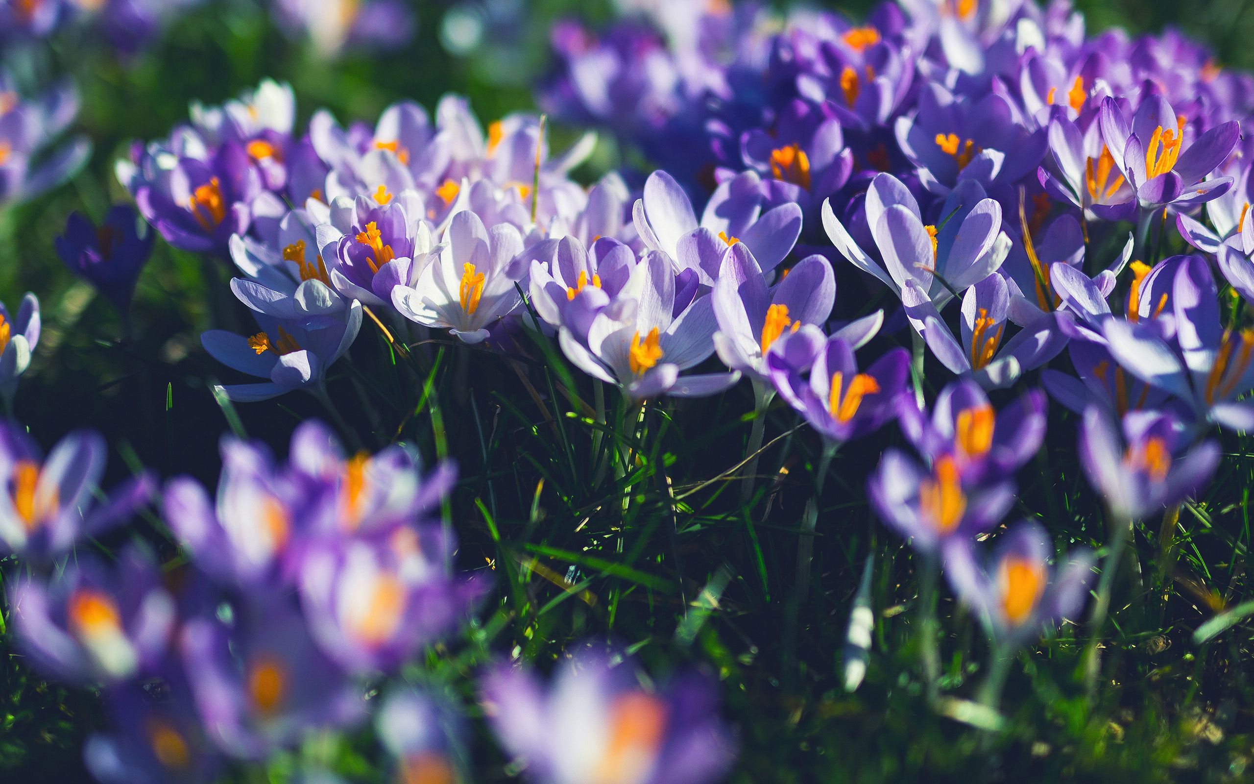 Spring Purple Wallpapers - Wallpaper Cave