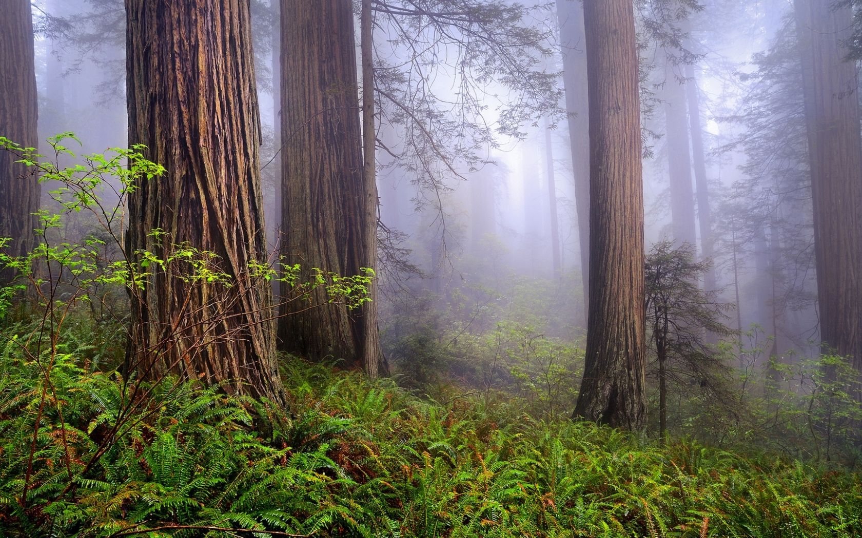 Spring Mist Wallpapers - Wallpaper Cave