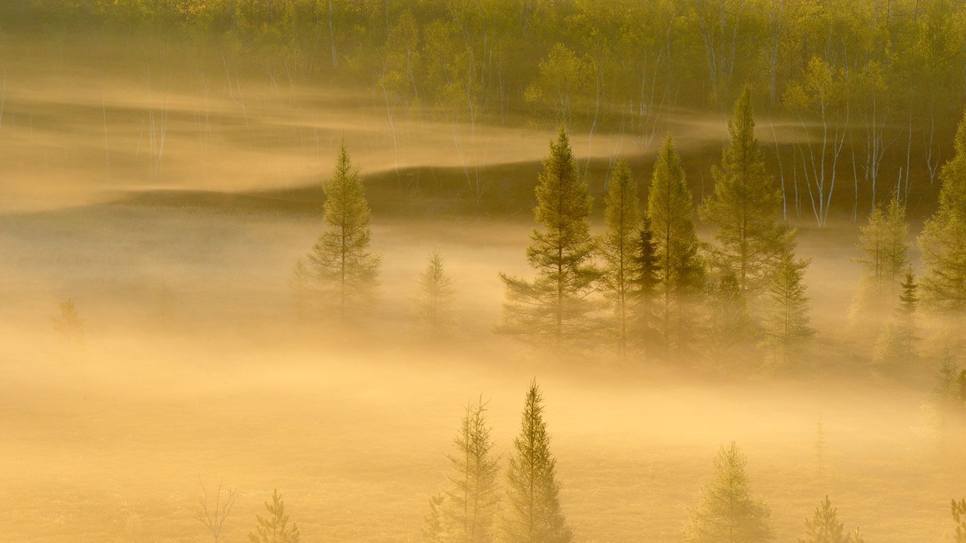 Spring Mist Wallpapers - Wallpaper Cave