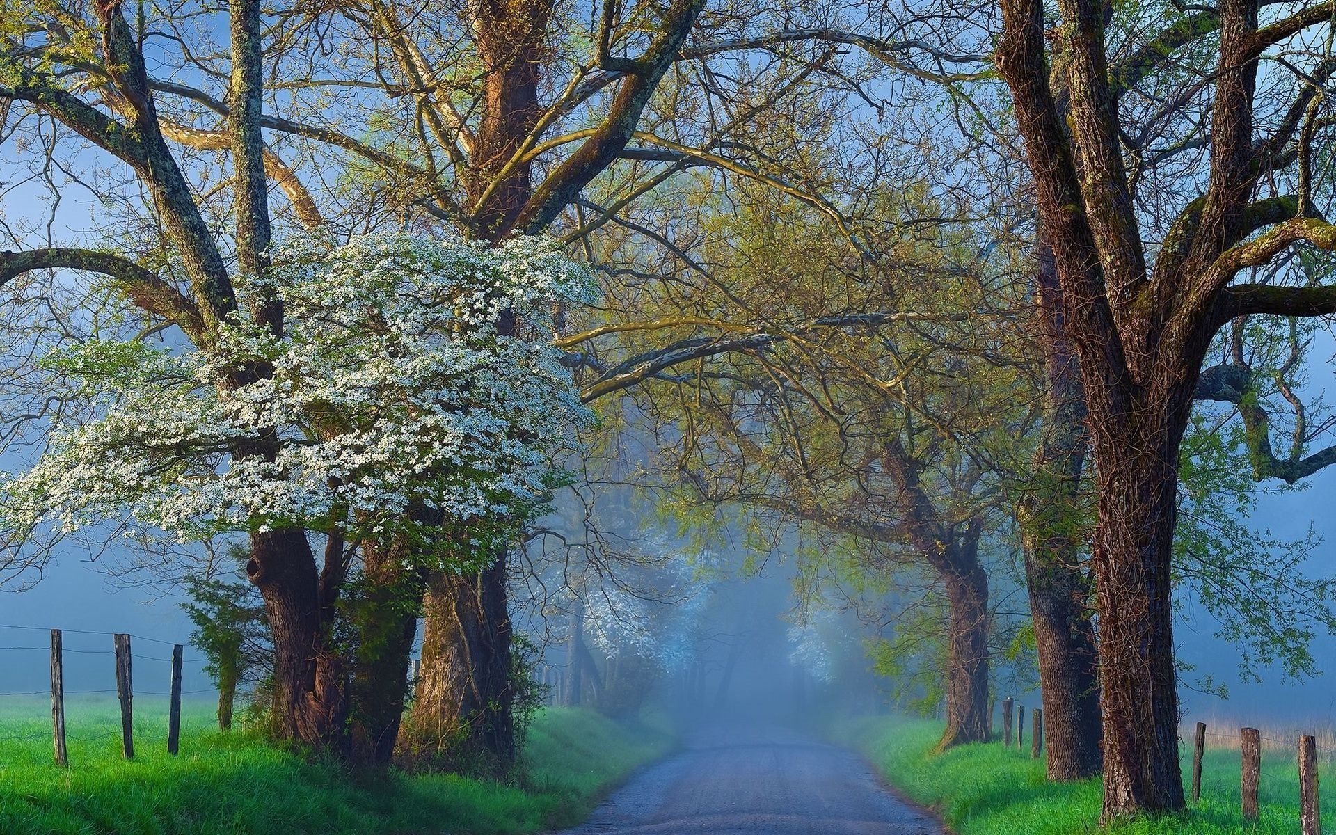 Spring Mist Wallpapers - Wallpaper Cave