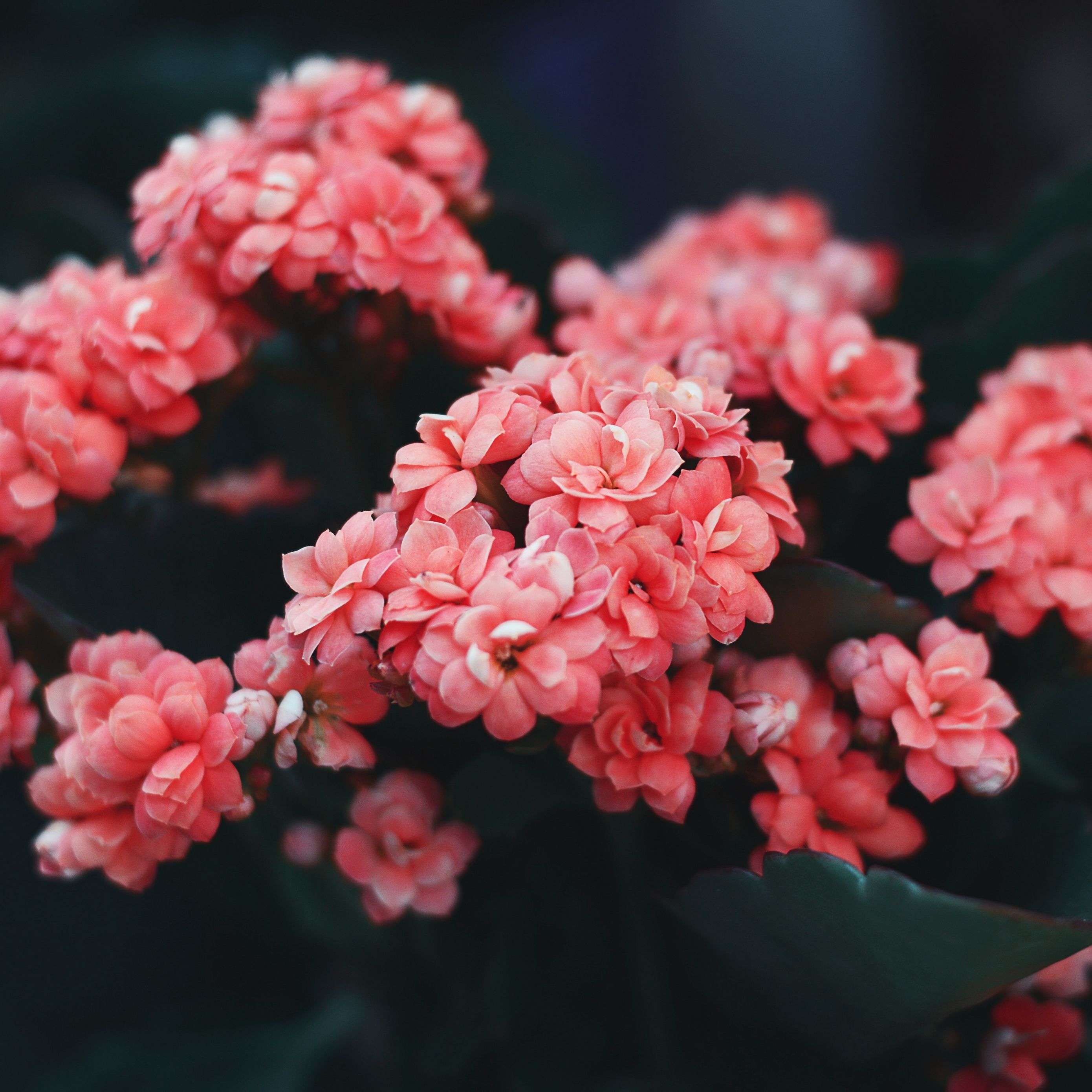 Blooming Pink Wallpapers - Wallpaper Cave