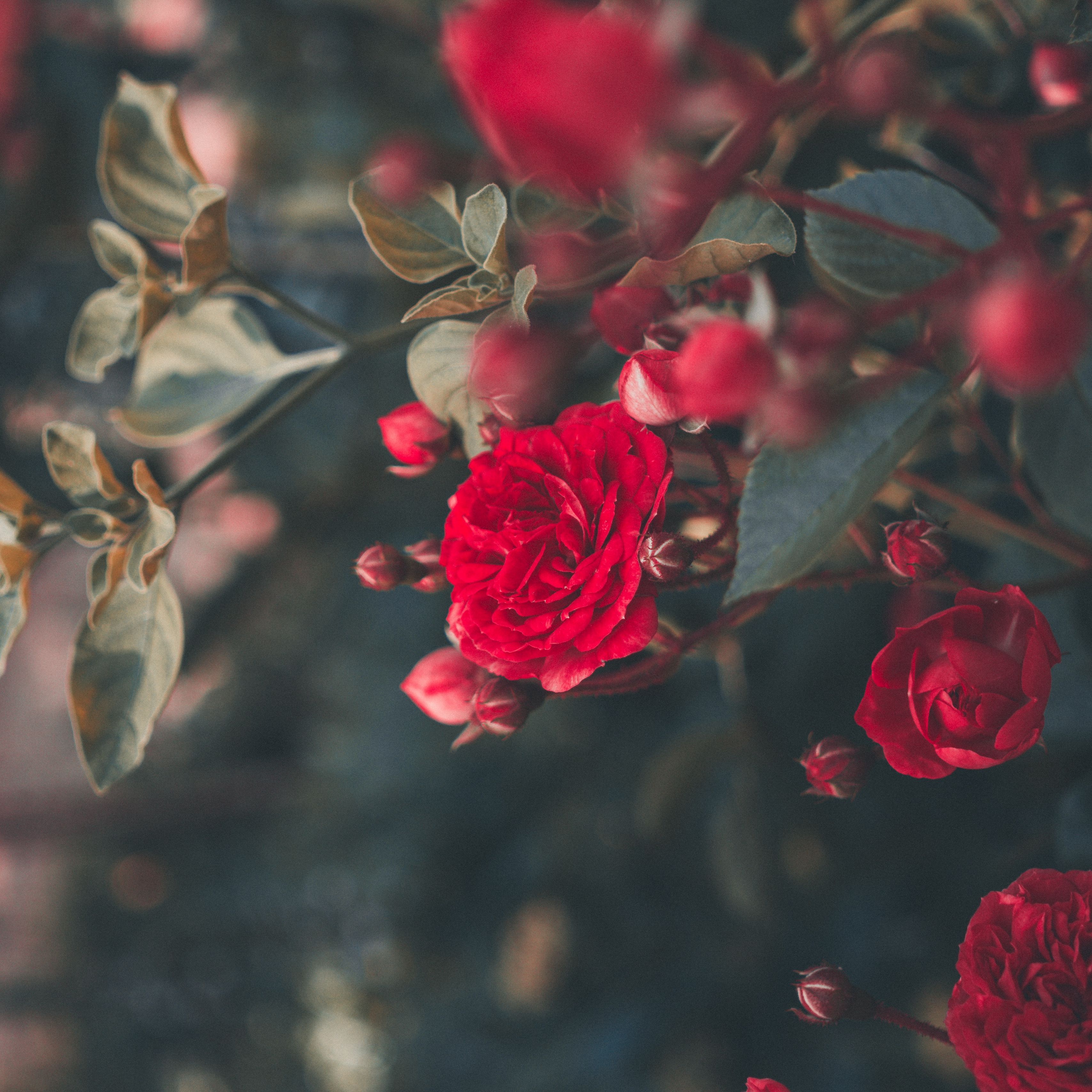 Rose Bush Wallpapers - Wallpaper Cave