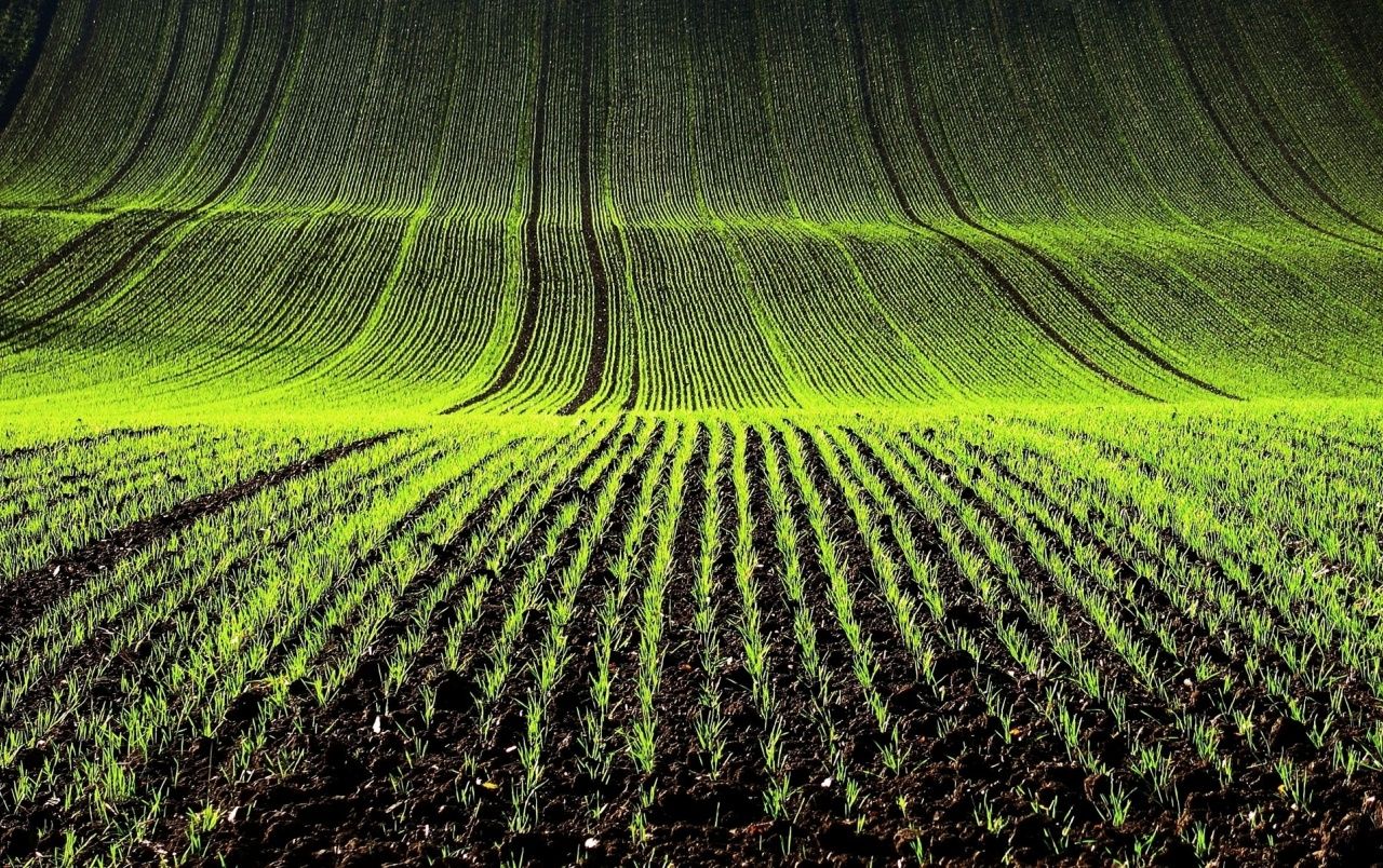 Seed Wallpapers - Wallpaper Cave