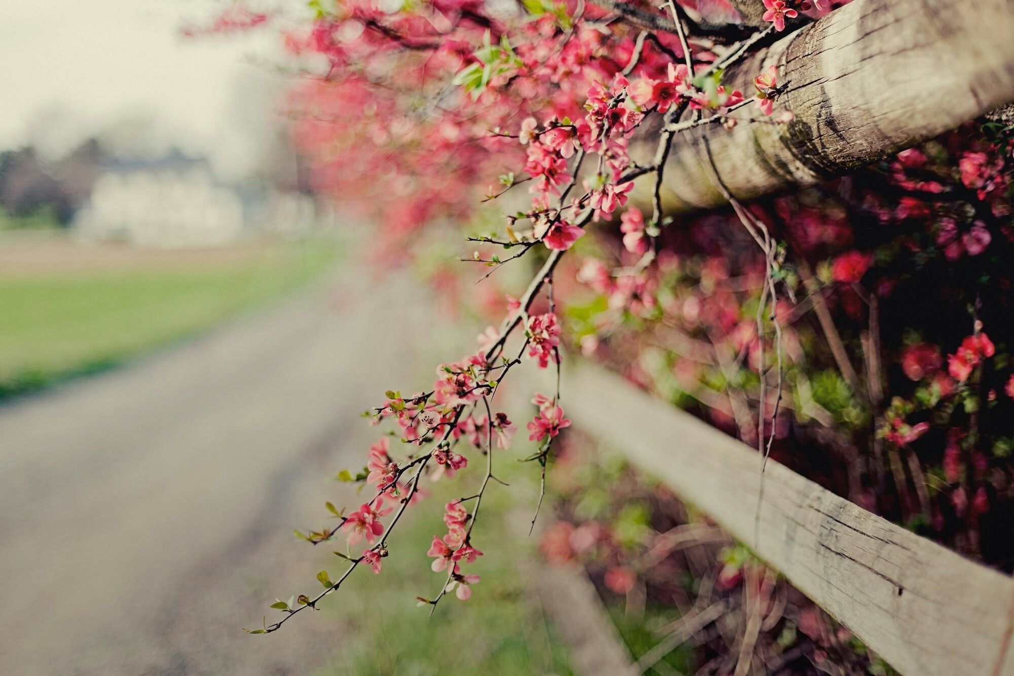 Garden Fence Wallpapers - Wallpaper Cave