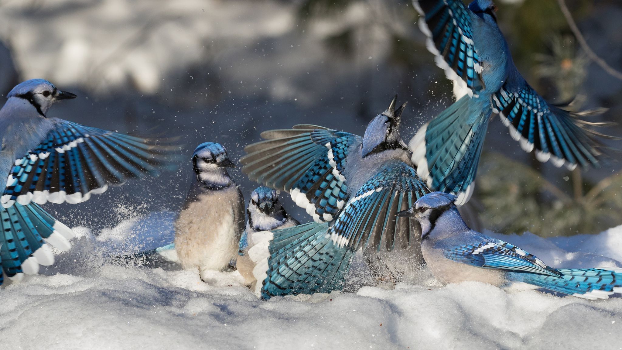 Blue Jay Desktop Wallpapers - Wallpaper Cave