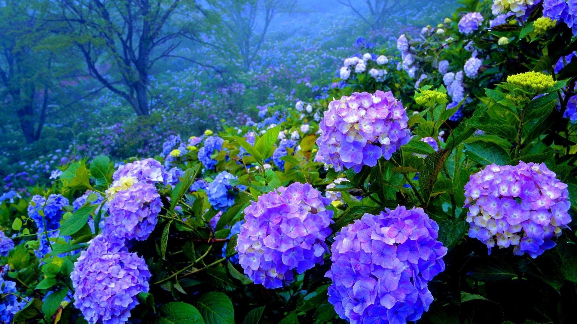 Hydrangea Computer Wallpapers - Wallpaper Cave