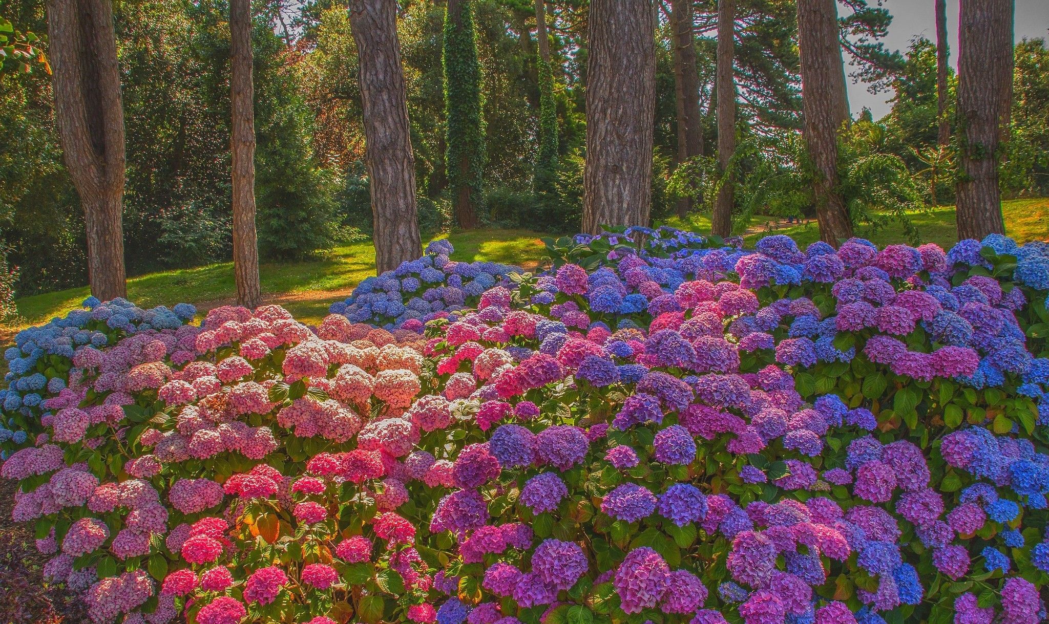 Hydrangea Computer Wallpapers - Wallpaper Cave