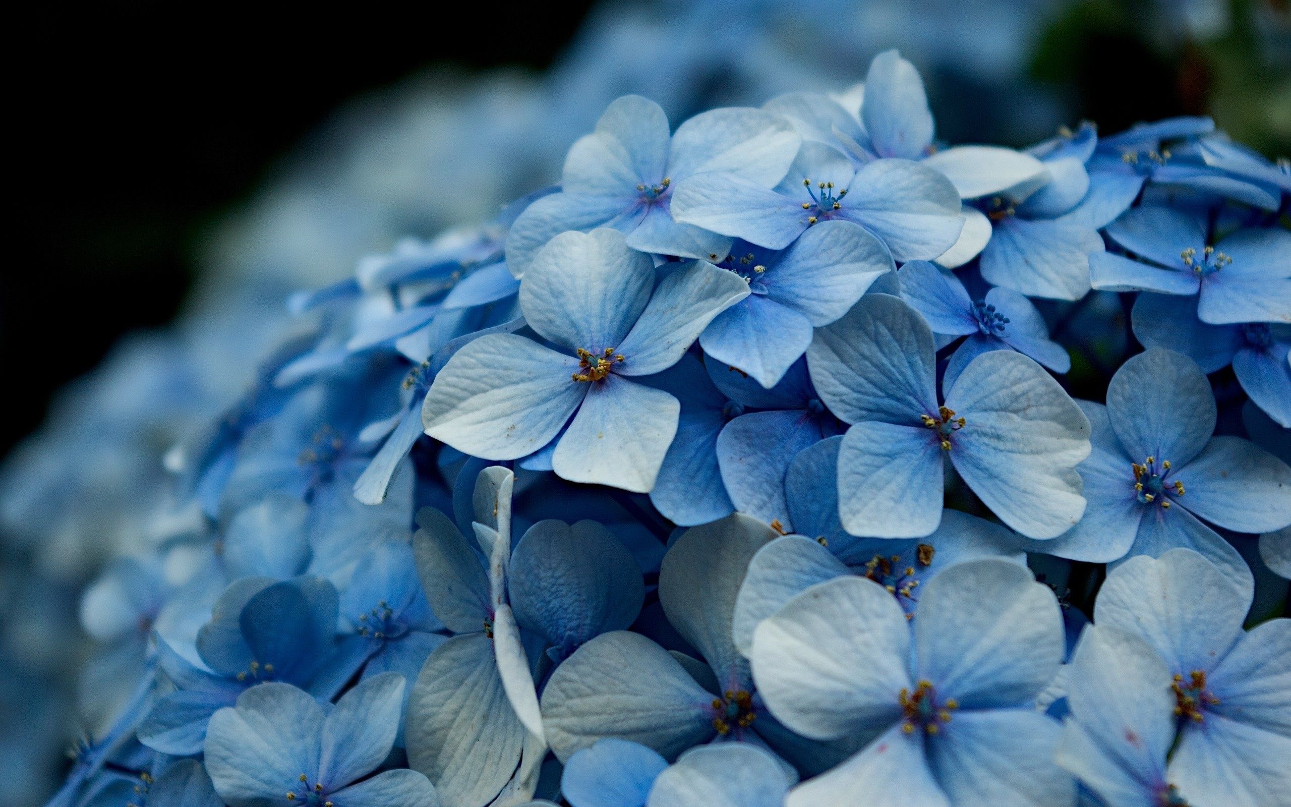 Hydrangea Computer Wallpapers - Wallpaper Cave