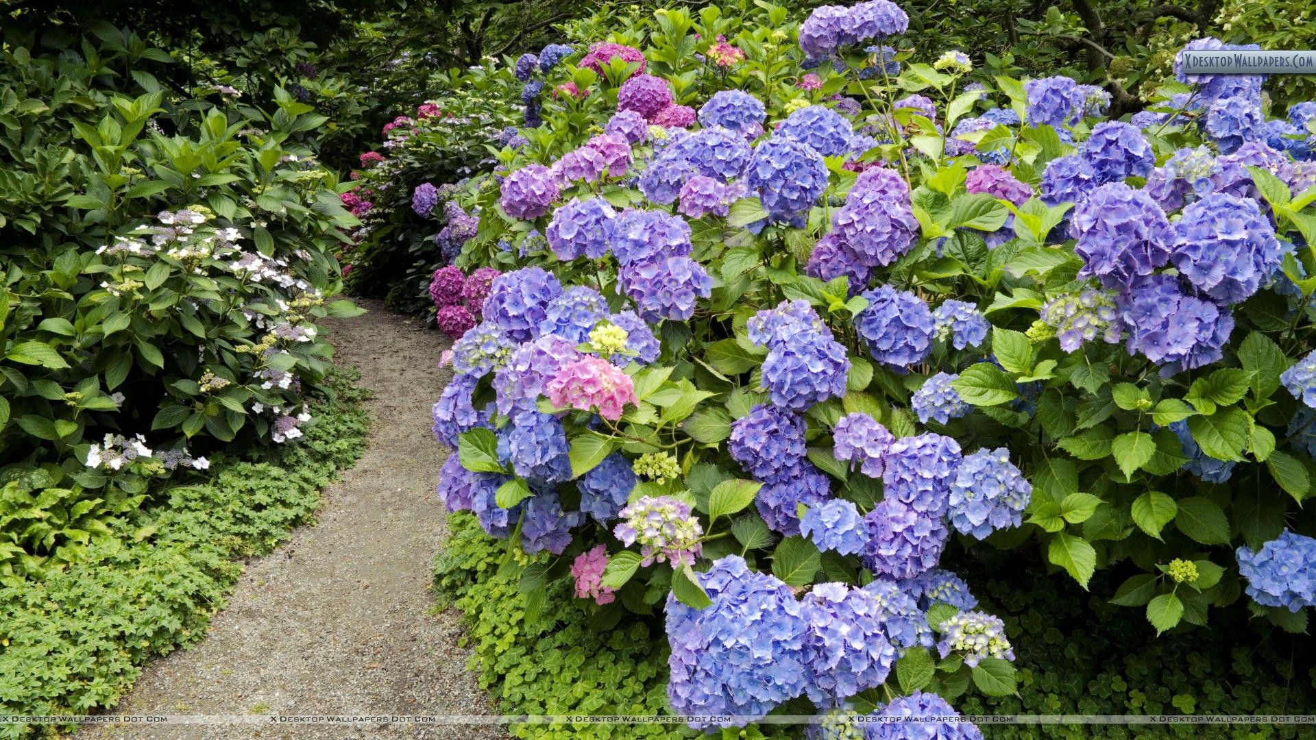 Hydrangea Computer Wallpapers - Wallpaper Cave