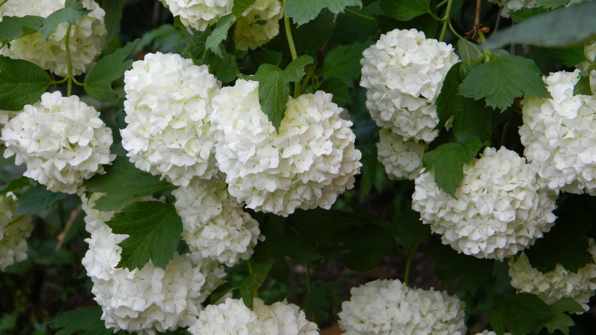 Hydrangea Computer Wallpapers - Wallpaper Cave