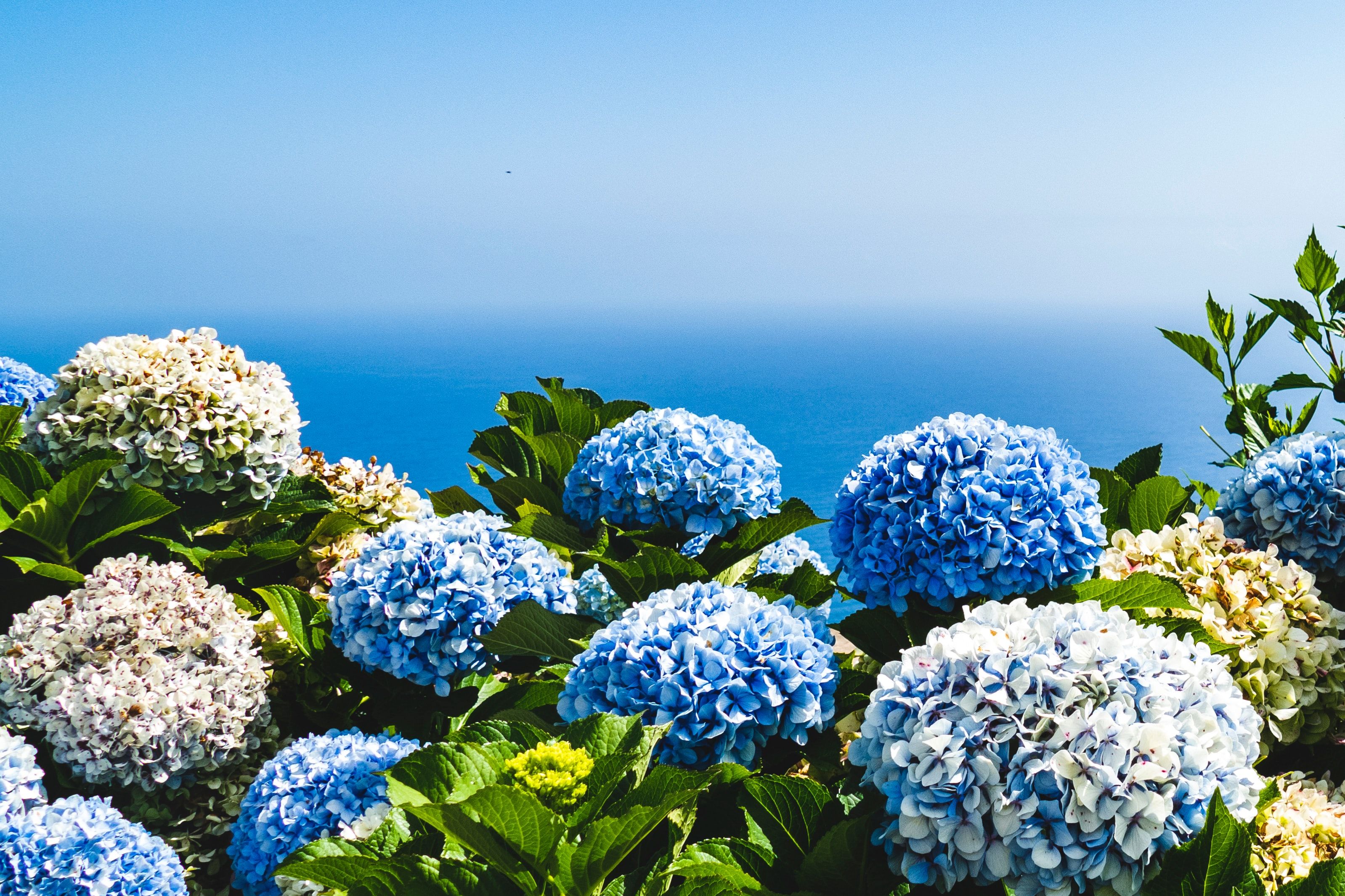 Hydrangea Computer Wallpapers - Wallpaper Cave