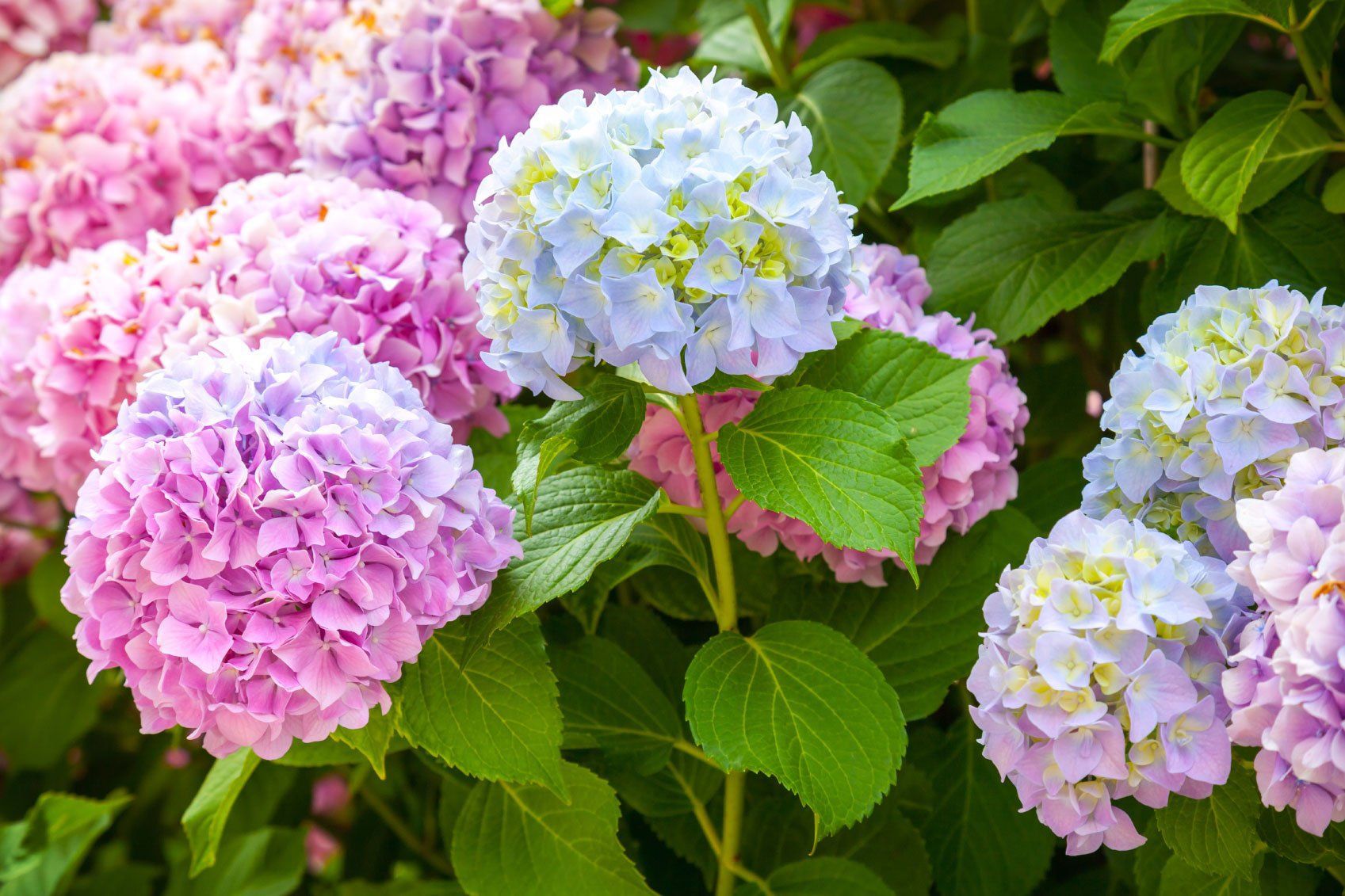 Hydrangea Computer Wallpapers - Wallpaper Cave
