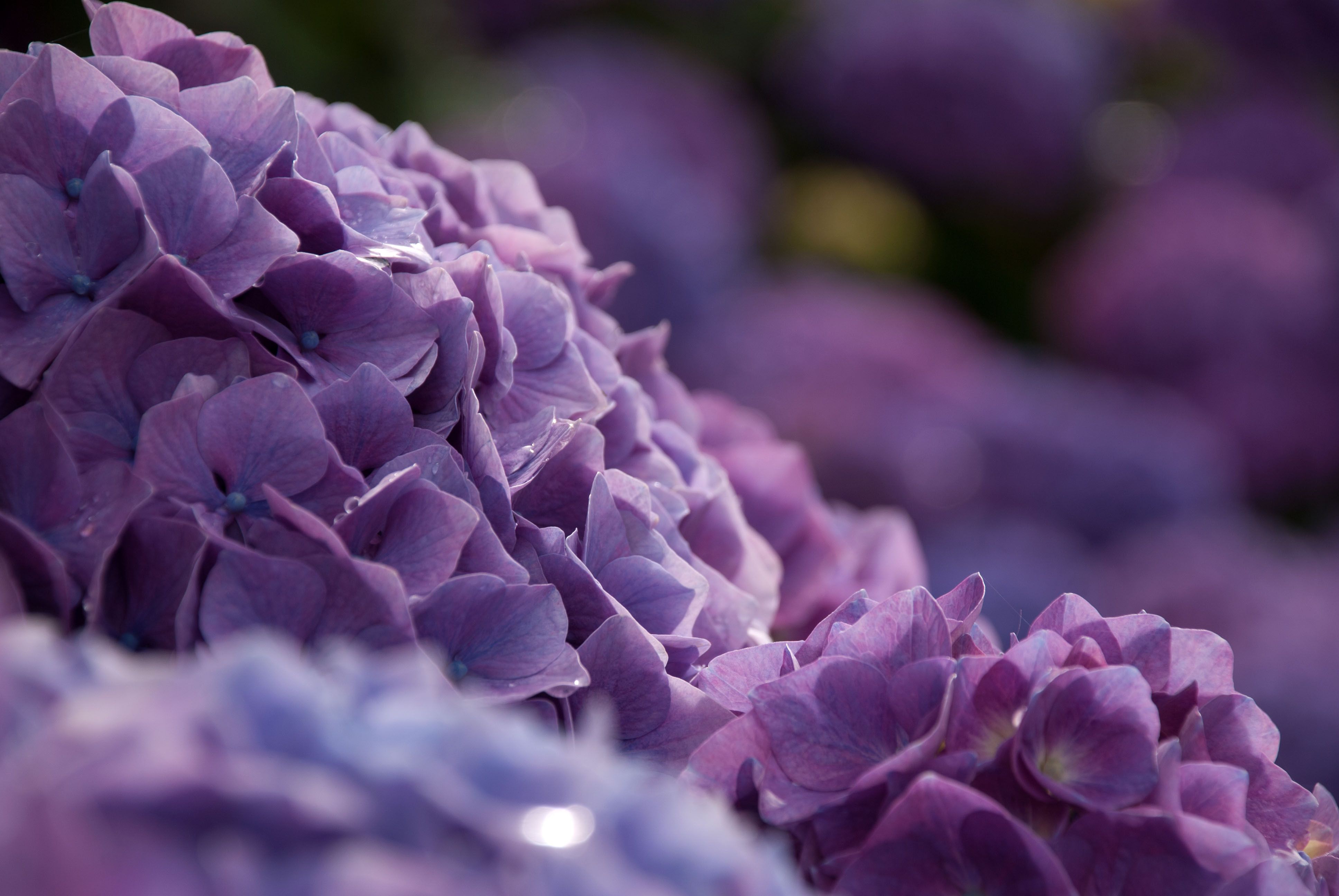 Hydrangea Computer Wallpapers - Wallpaper Cave