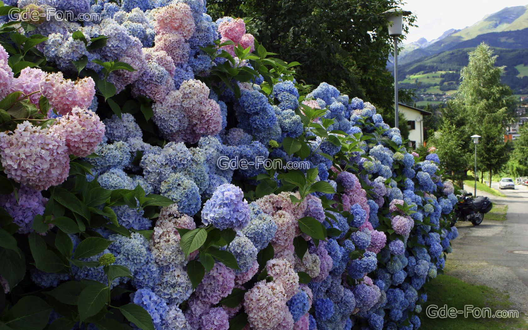 Hydrangea Computer Wallpapers - Wallpaper Cave