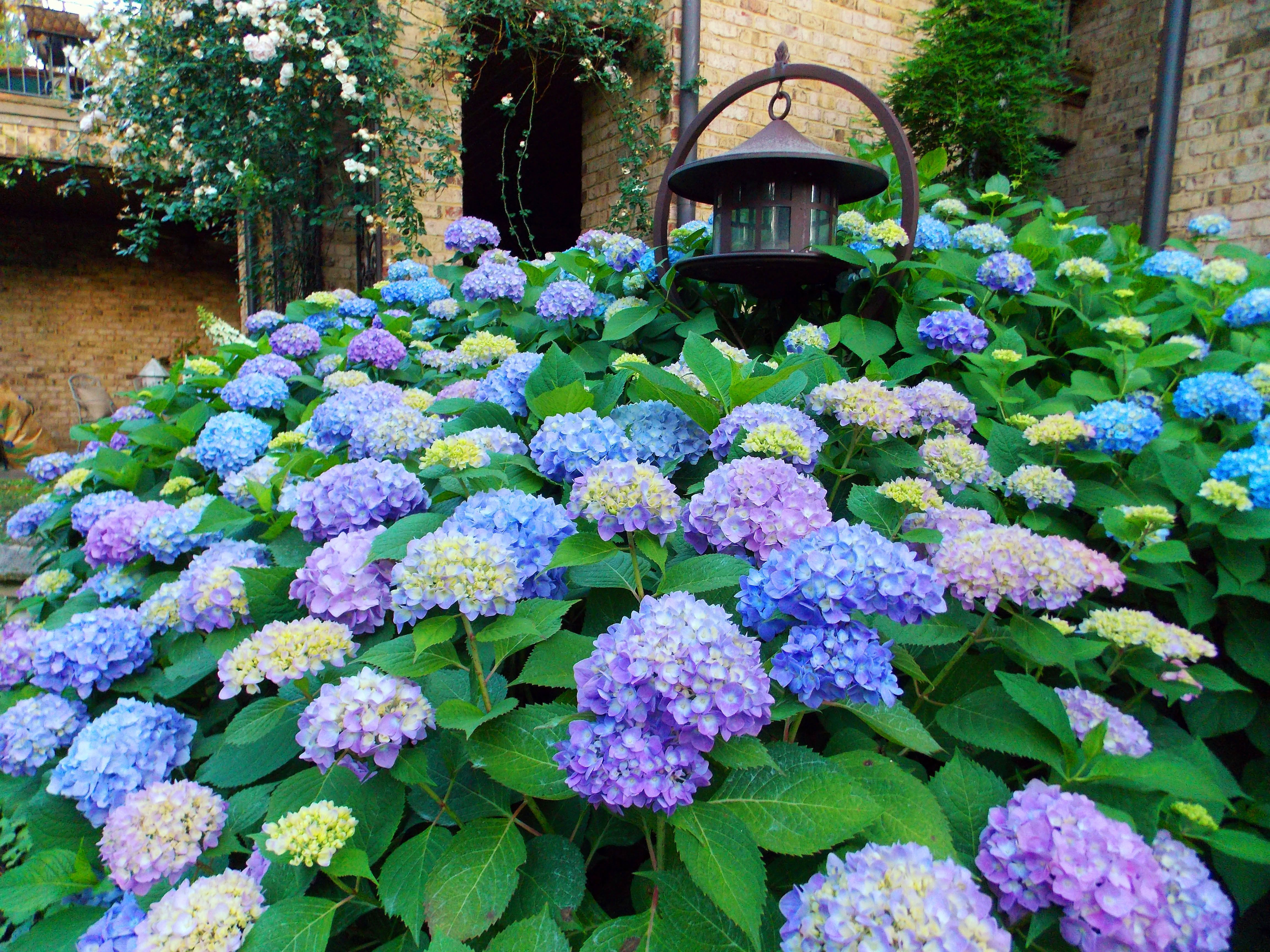 Hydrangea Computer Wallpapers - Wallpaper Cave