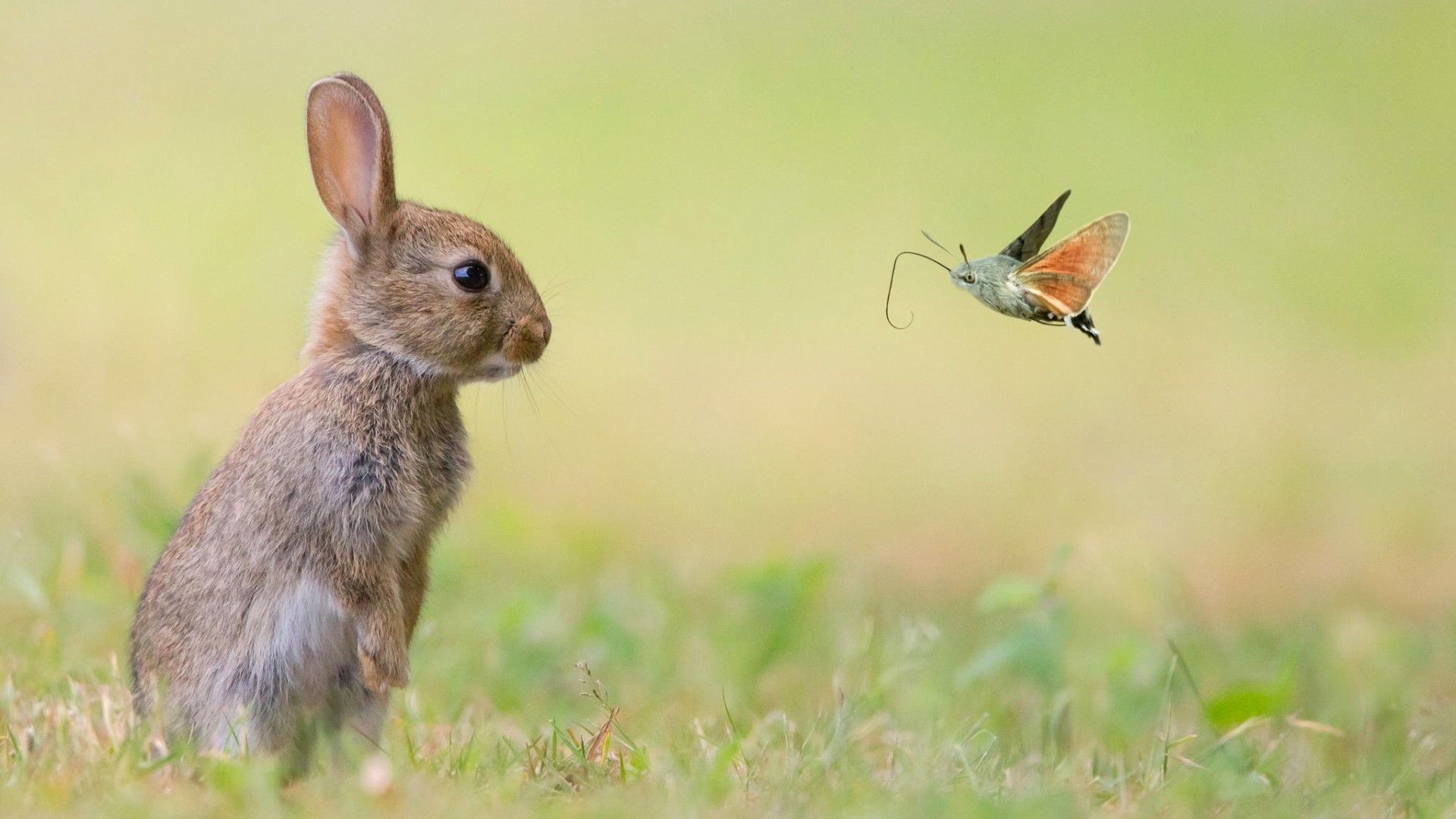 Bunny Rabbit Desktop Wallpapers - Wallpaper Cave