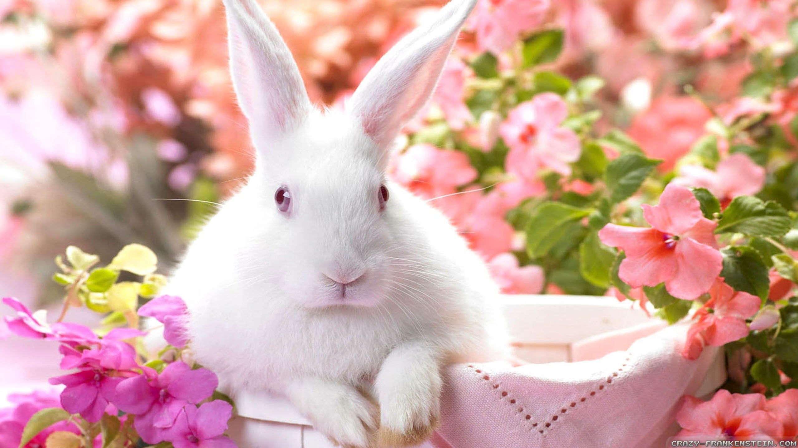 Bunny Rabbit Desktop Wallpapers - Wallpaper Cave
