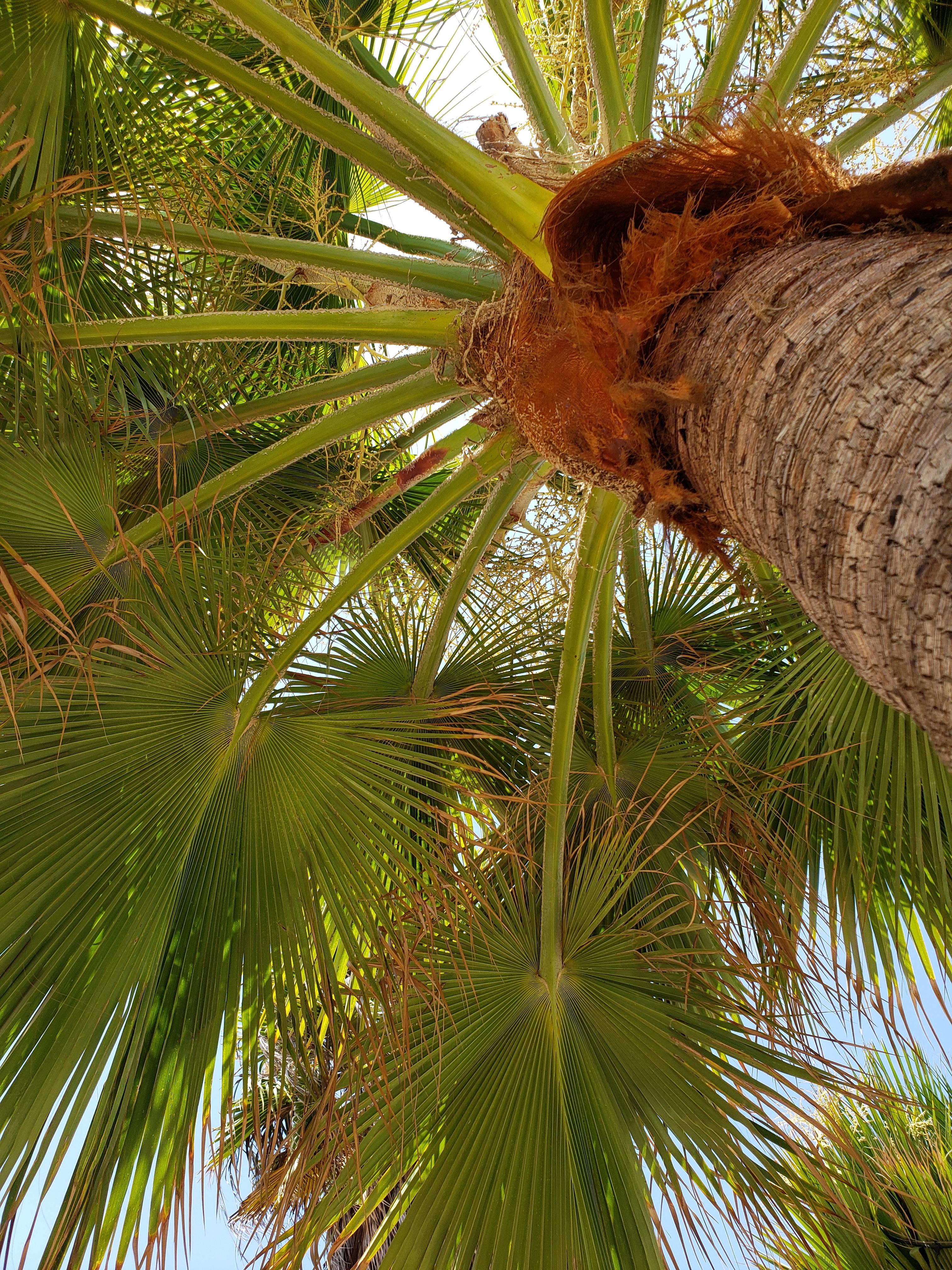 Tree Mobile Wallpapers - Wallpaper Cave