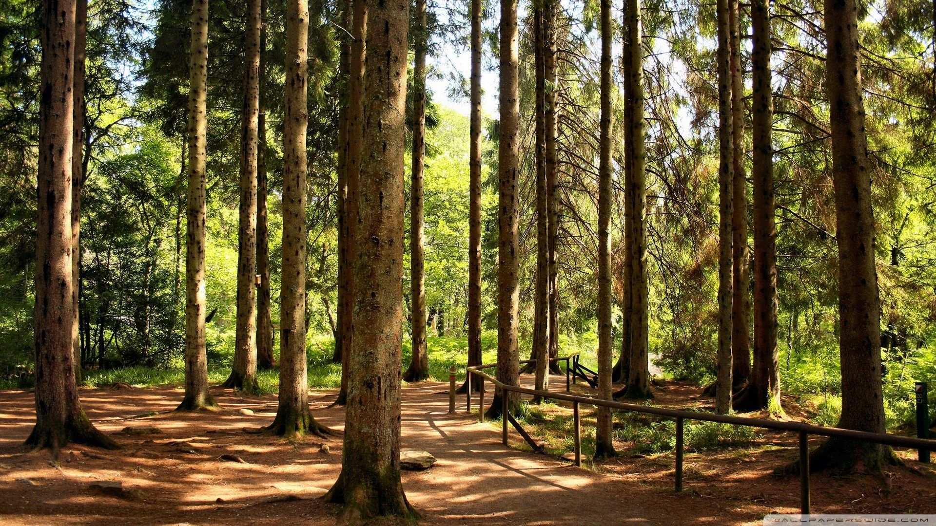 Woods In Summer Wallpapers - Wallpaper Cave