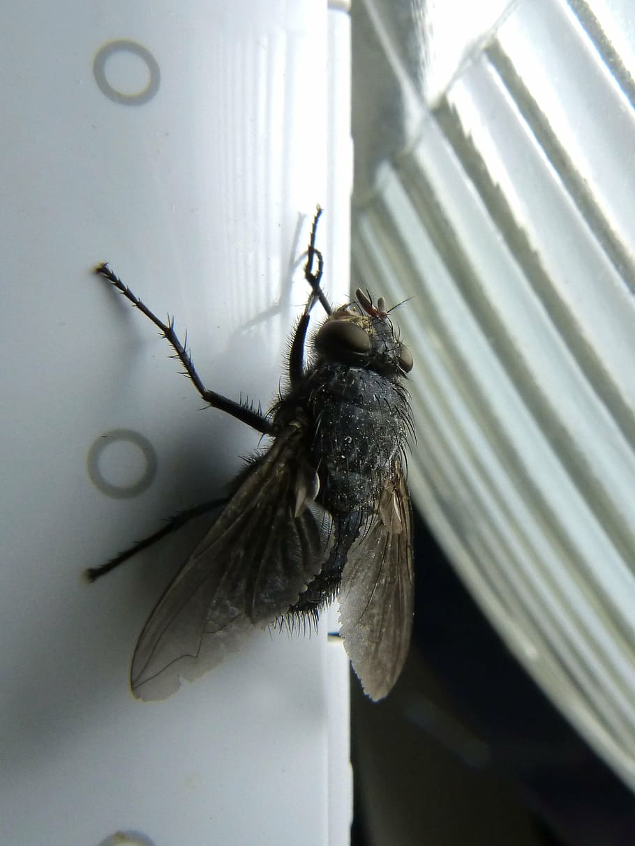Housefly Phone HD Wallpapers - Wallpaper Cave
