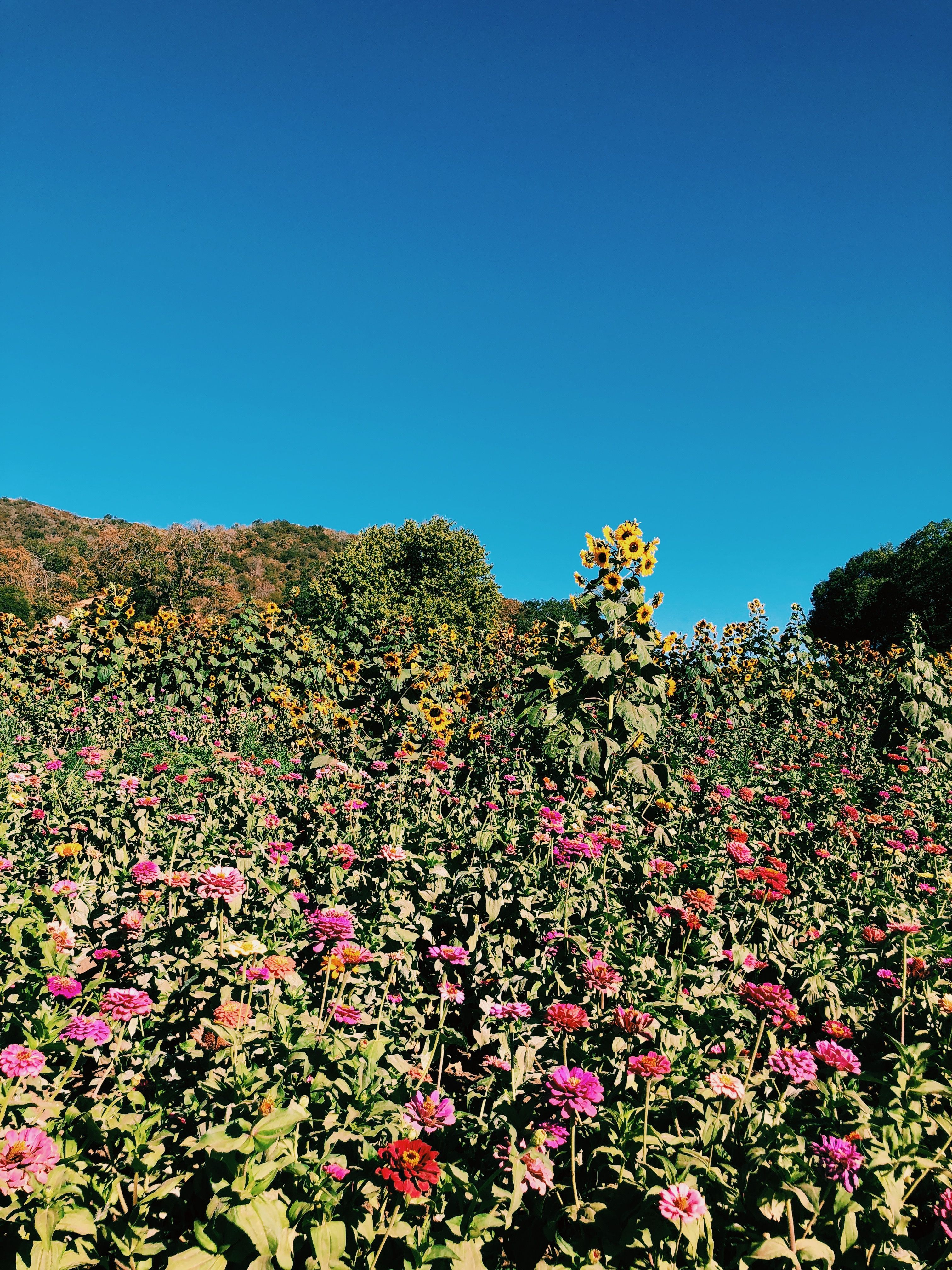 Still Woozy Wallpapers - Wallpaper Cave