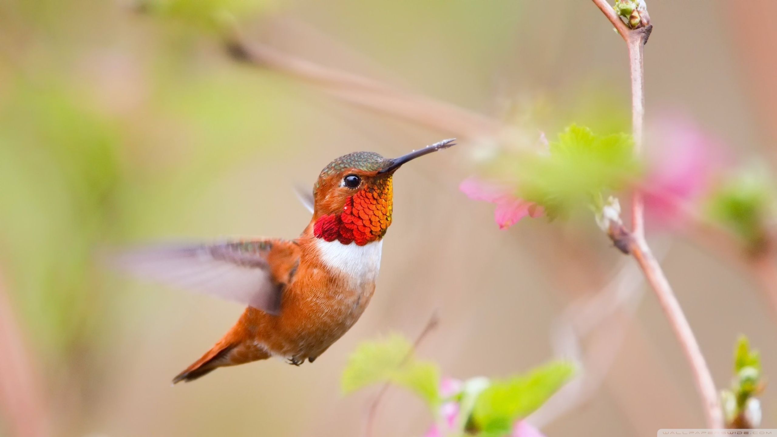 Humming Birds 4k Wallpapers - Wallpaper Cave
