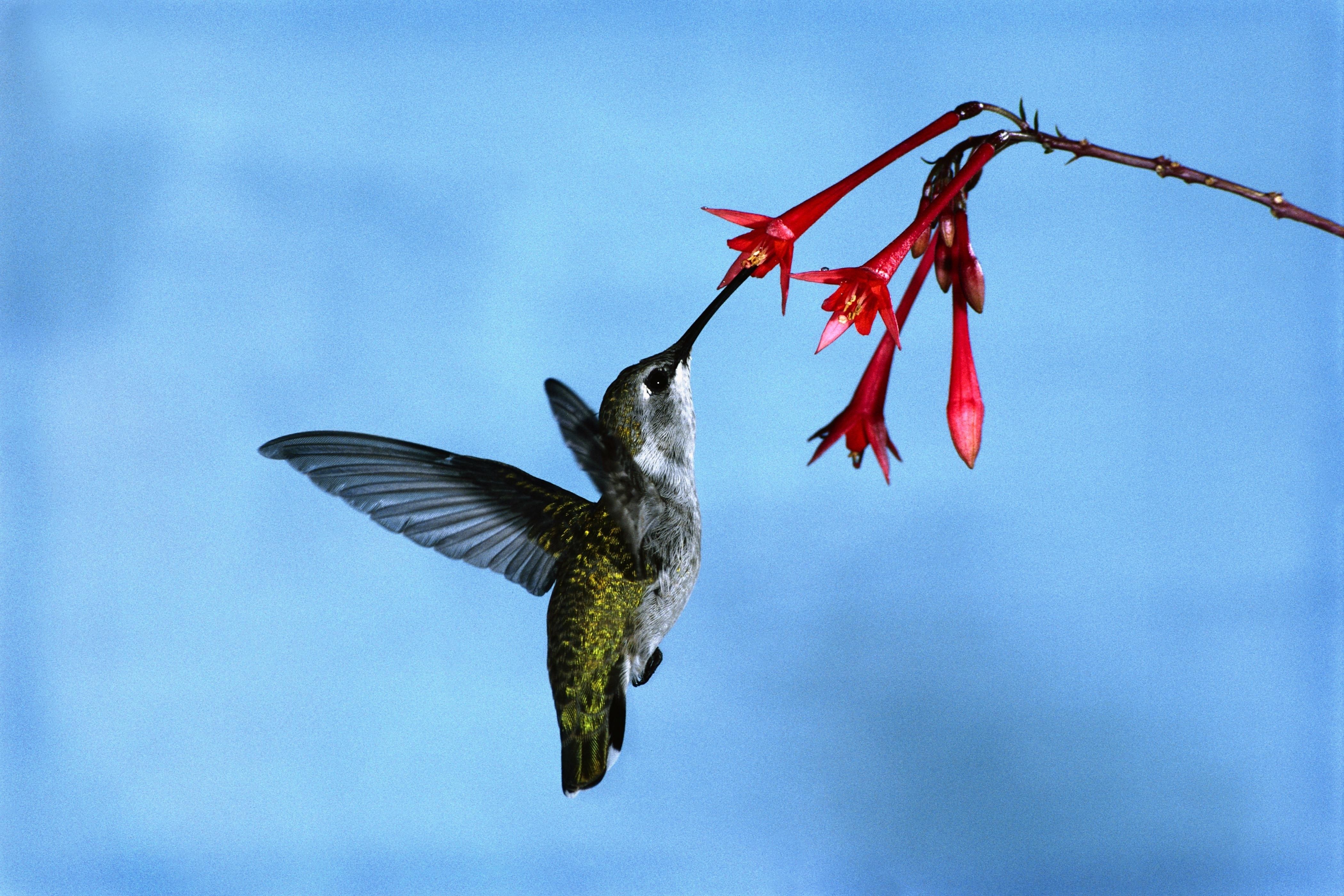 Humming Birds 4k Wallpapers - Wallpaper Cave