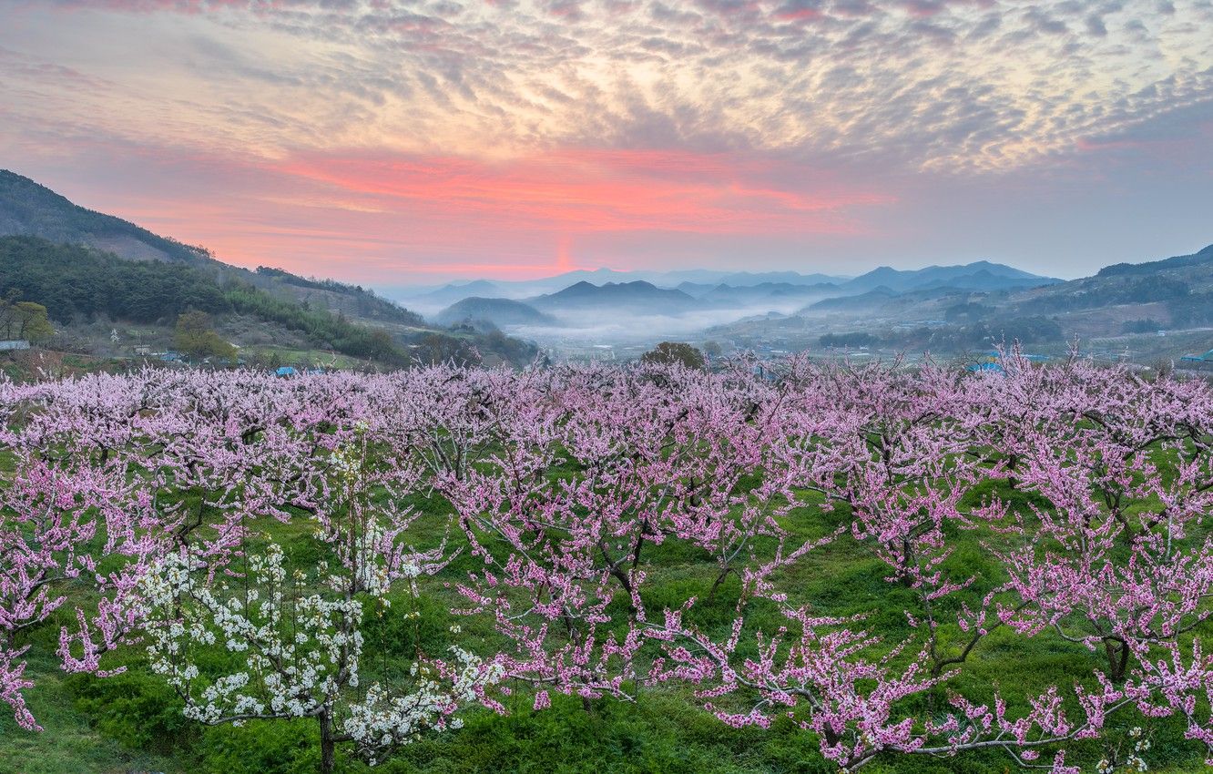 Korea Spring Wallpapers - Wallpaper Cave