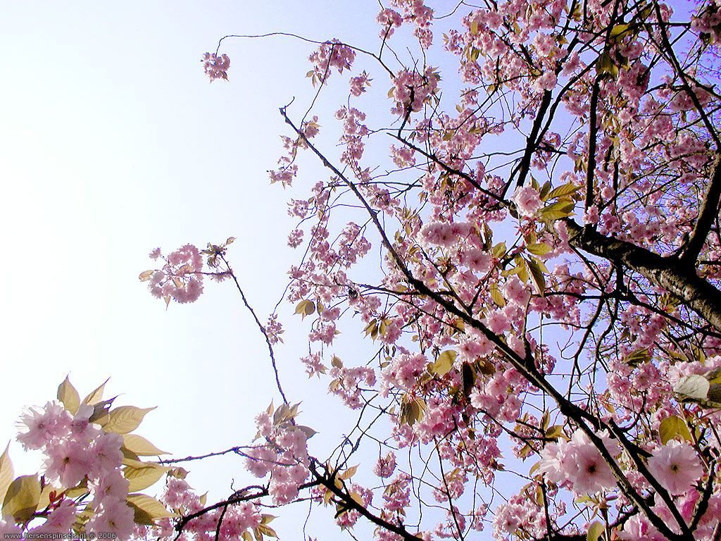 Korean Spring Wallpapers - Wallpaper Cave